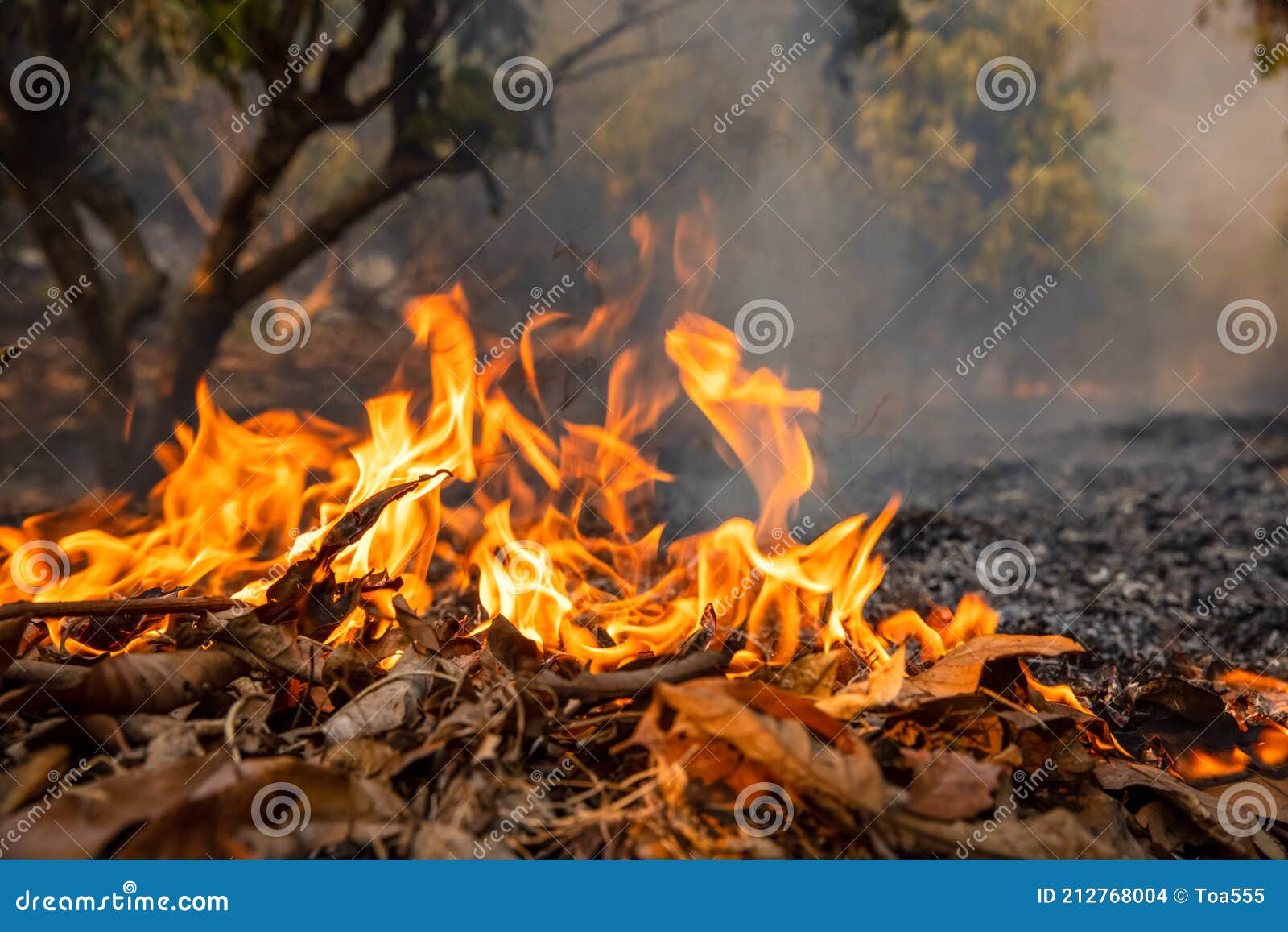 Forest Fire Burning into Orchard Stock Photo - Image of danger, evening ...