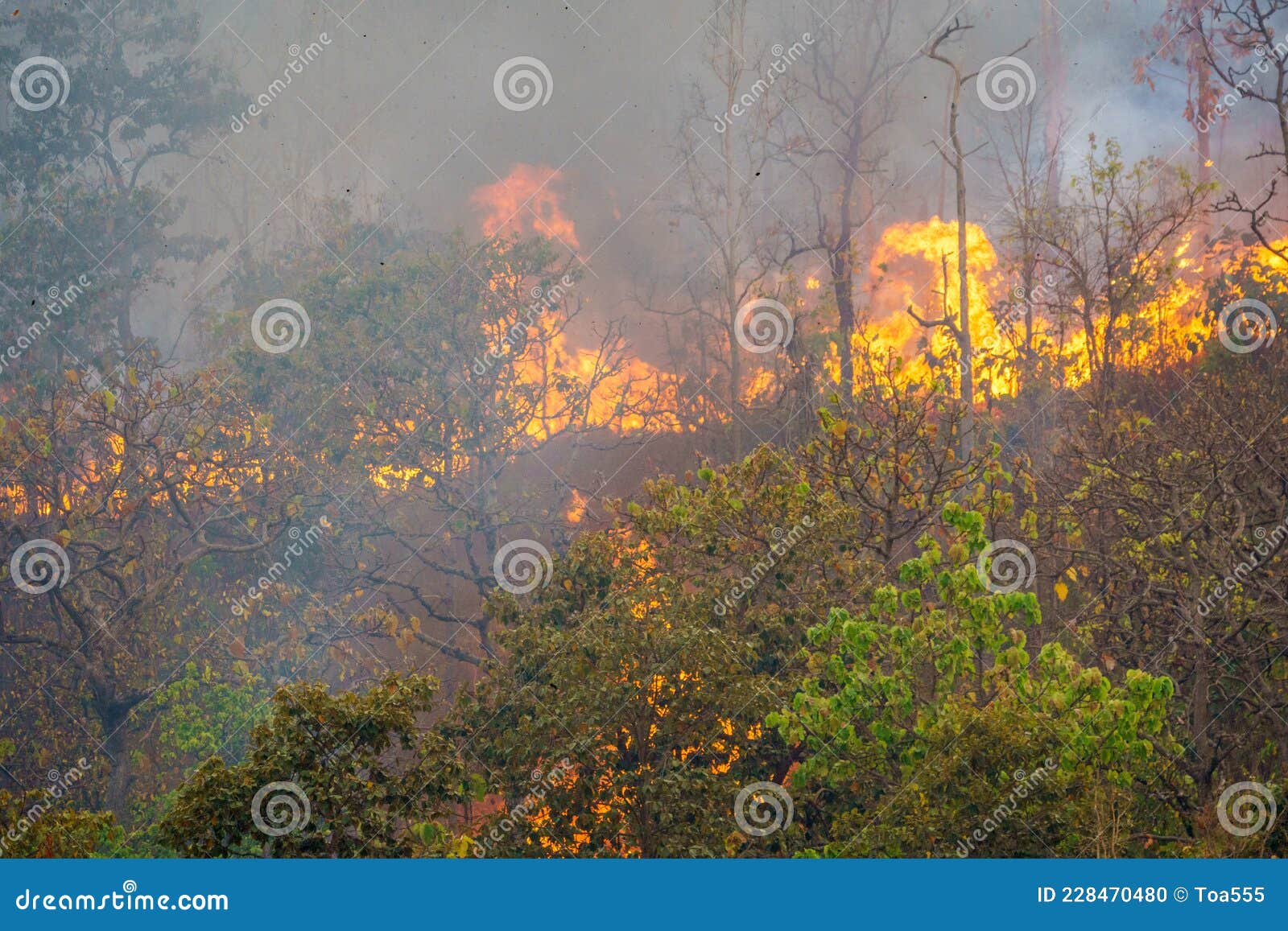 Forest Fire is Burning Primarily As a Surface Fire, Spreading Along the ...