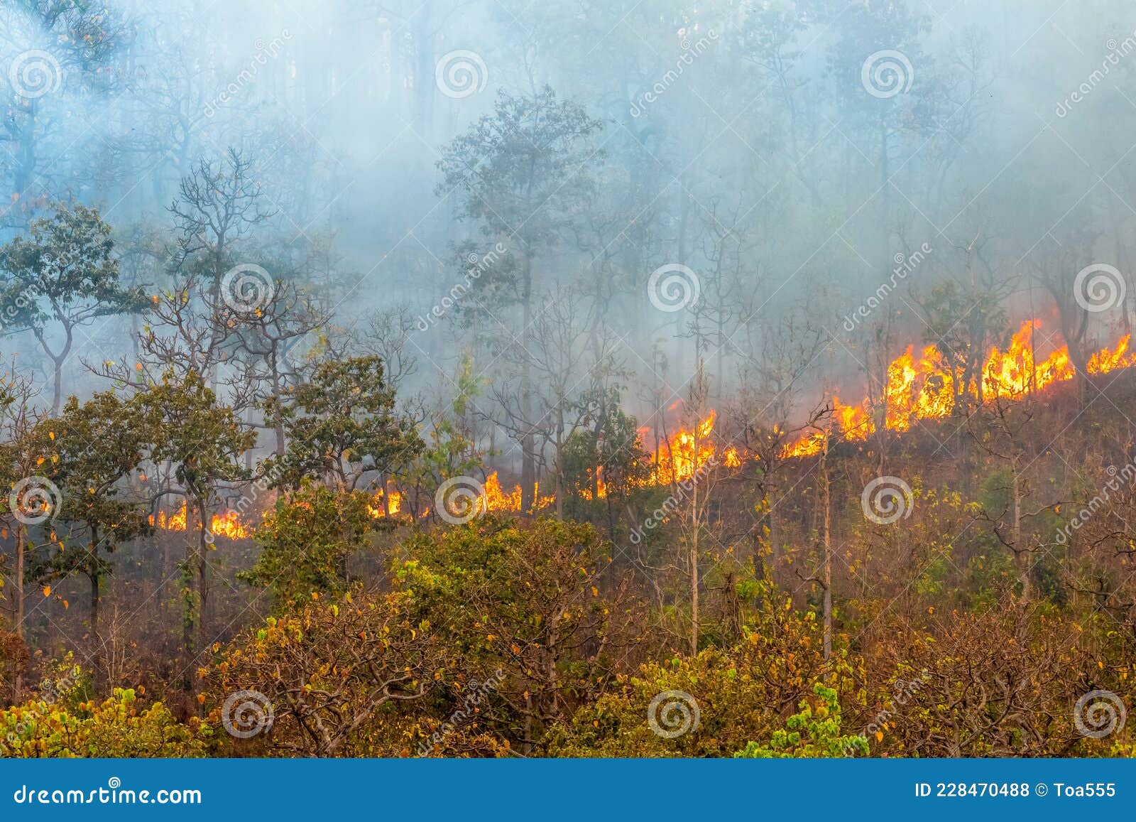 Forest Fire is Burning Primarily As a Surface Fire, Spreading Along the ...