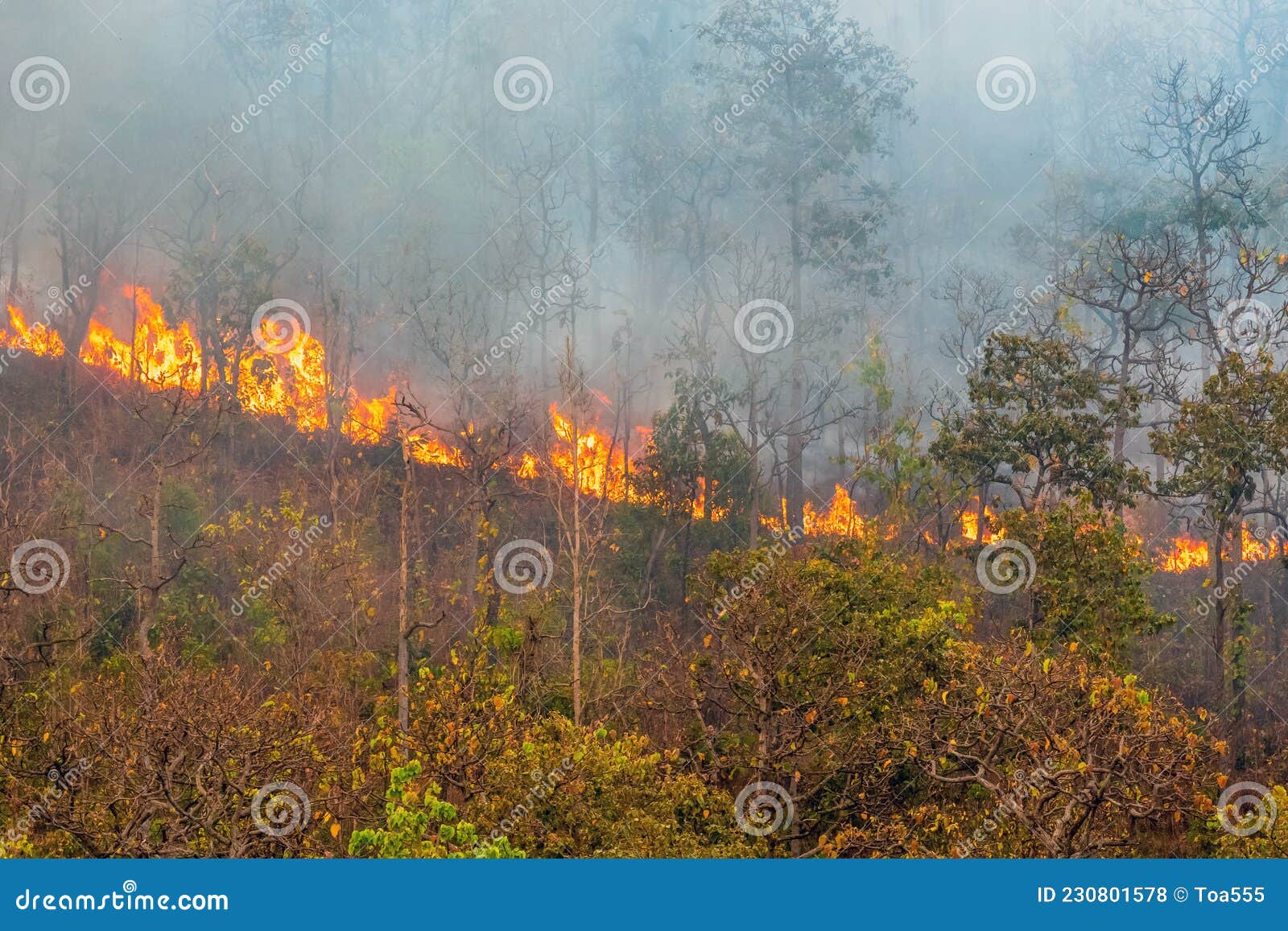 Forest Fire is Burning Primarily As a Surface Fire, Spreading Along the ...
