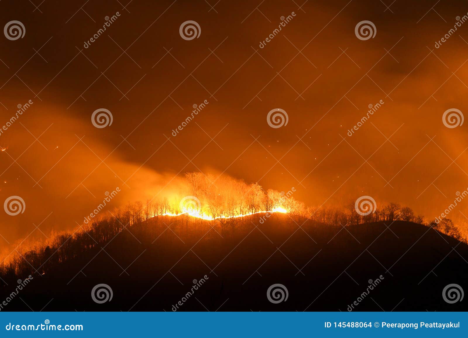 Forest Fire Burning Trees at Night Stock Photo - Image of strong ...