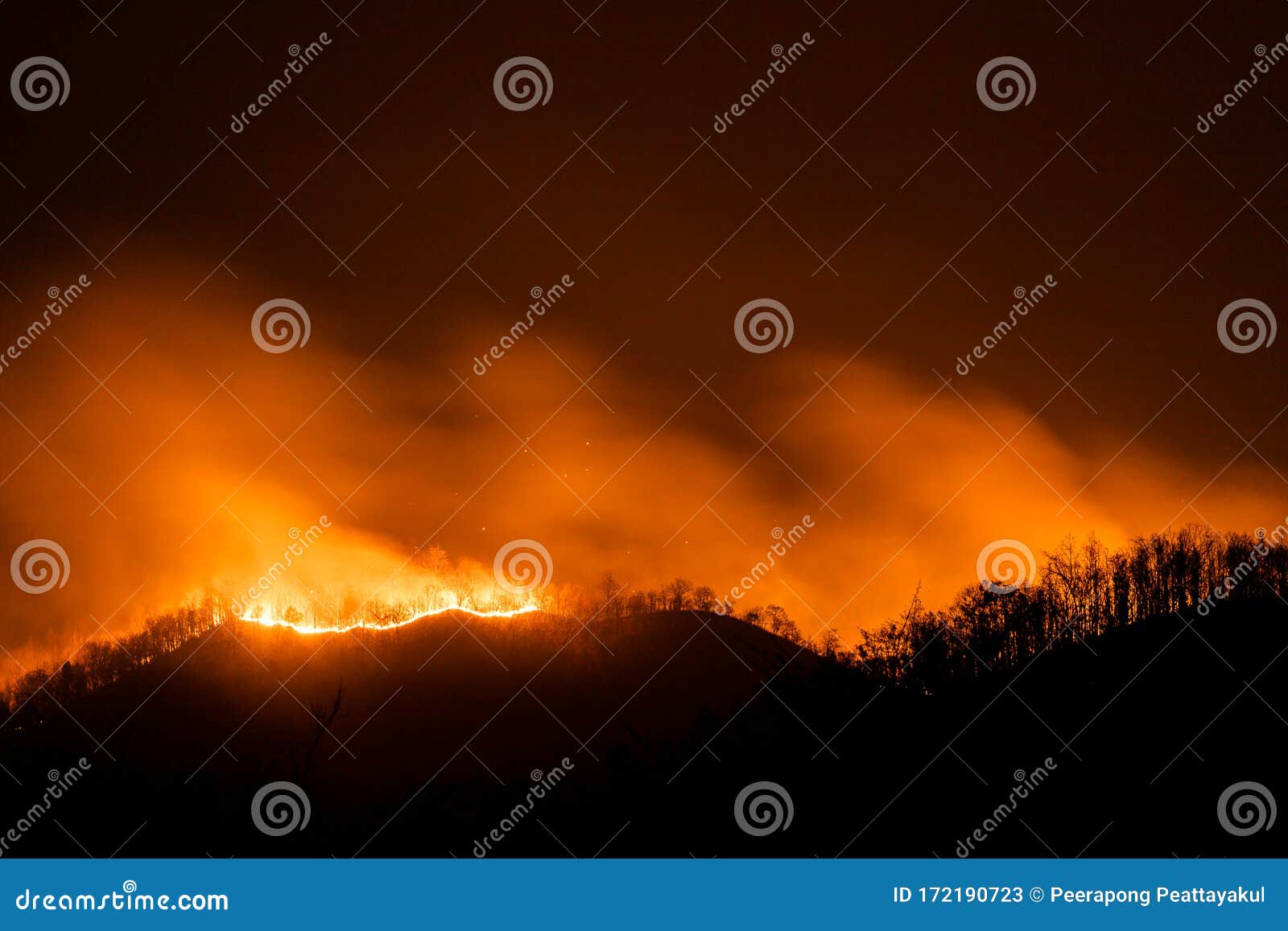 Forest Fire Burning Trees at Night Stock Image - Image of destroy ...