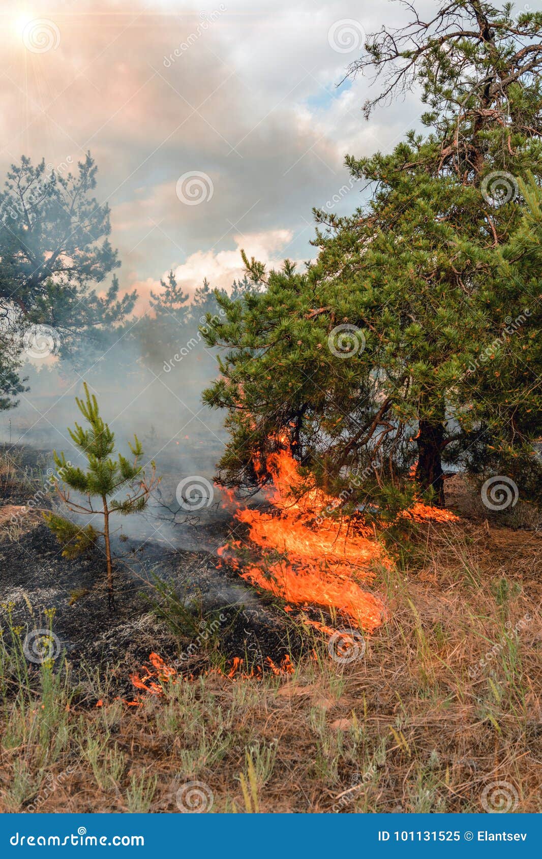 Forest Fire Burning, Wildfire Close Up at Day Time. Editorial Image ...