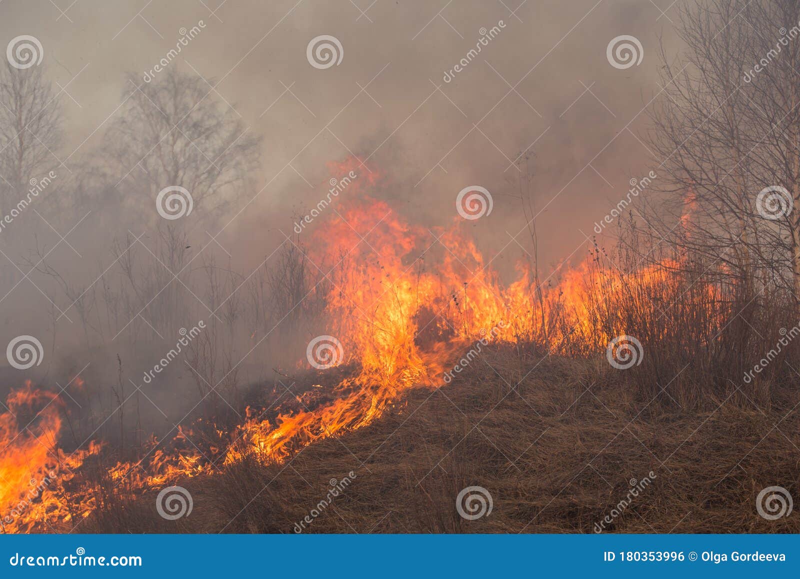 Forest Fire Burning, Wildfire Close Up at Day Time Stock Photo - Image ...