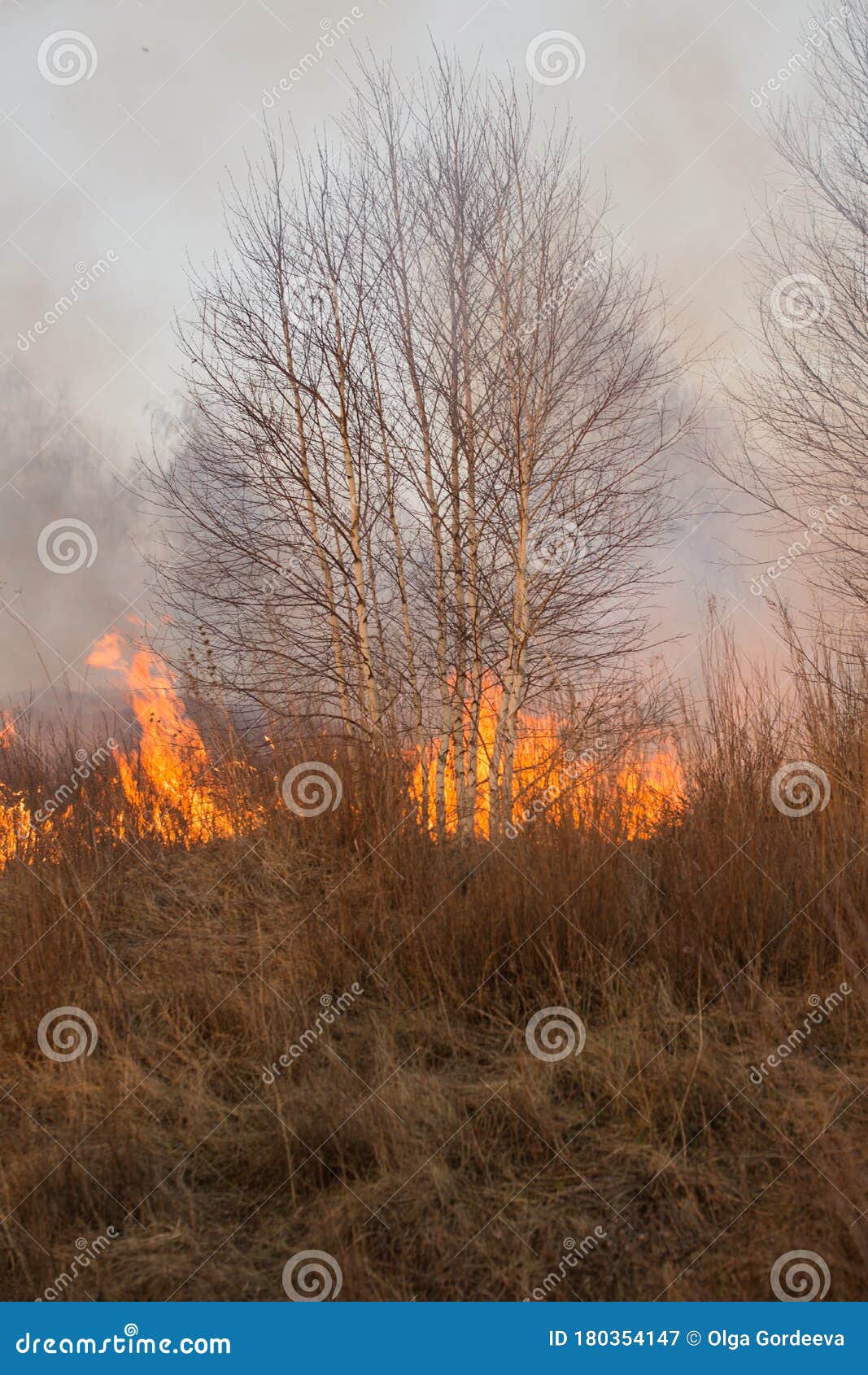 Forest Fire Burning, Wildfire Close Up at Day Time Stock Image - Image ...