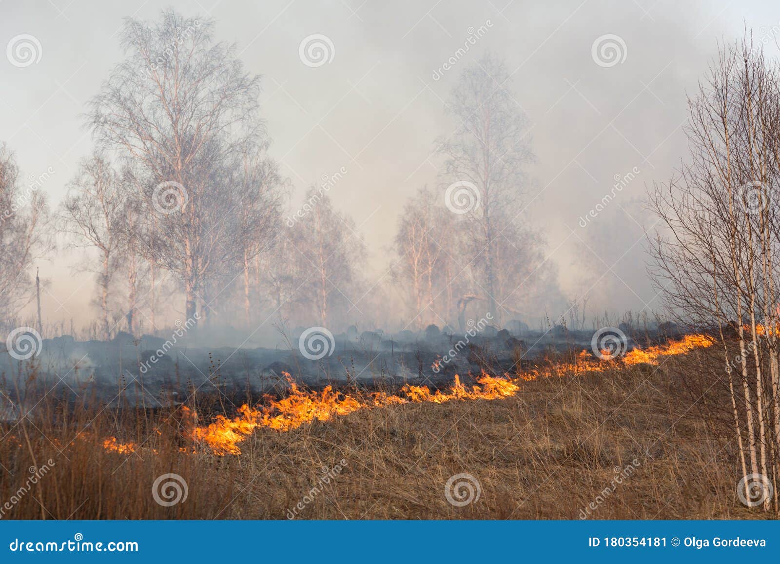 Forest Fire Burning, Wildfire Close Up at Day Time Stock Image - Image ...