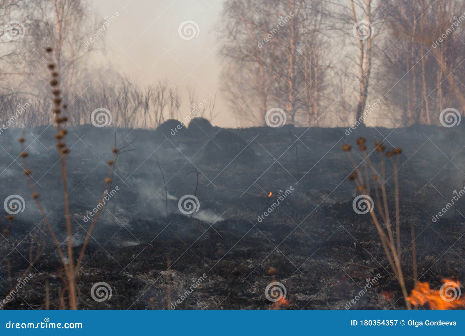 Forest Fire Burning, Wildfire Close Up at Day Time Stock Image - Image ...