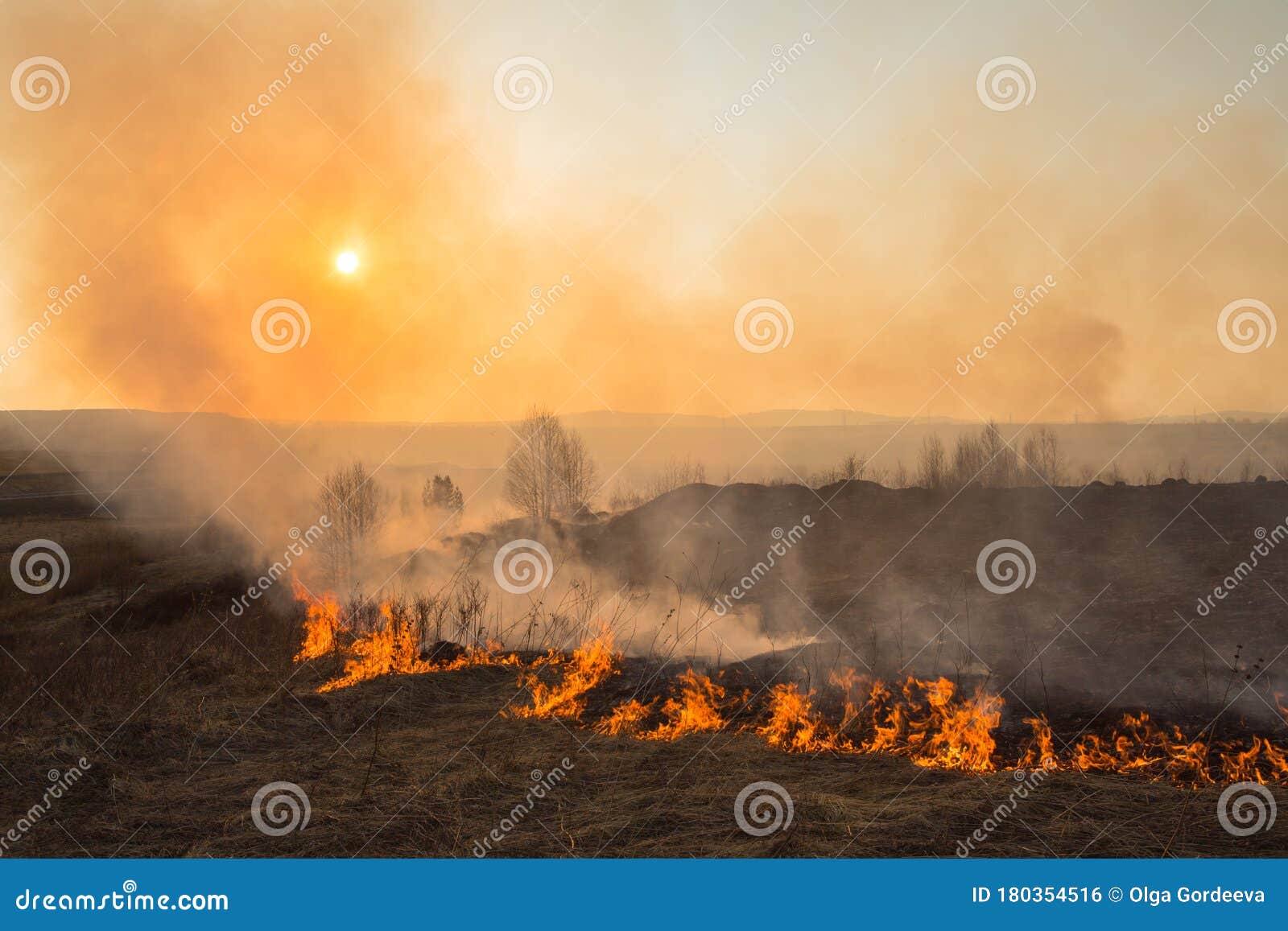 Forest Fire Burning, Wildfire Close Up at Day Time Stock Photo - Image ...