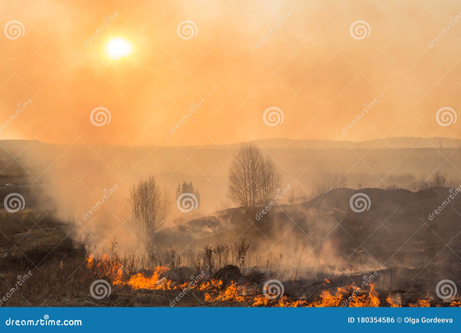 Forest Fire Burning, Wildfire Close Up at Day Time Stock Photo - Image ...