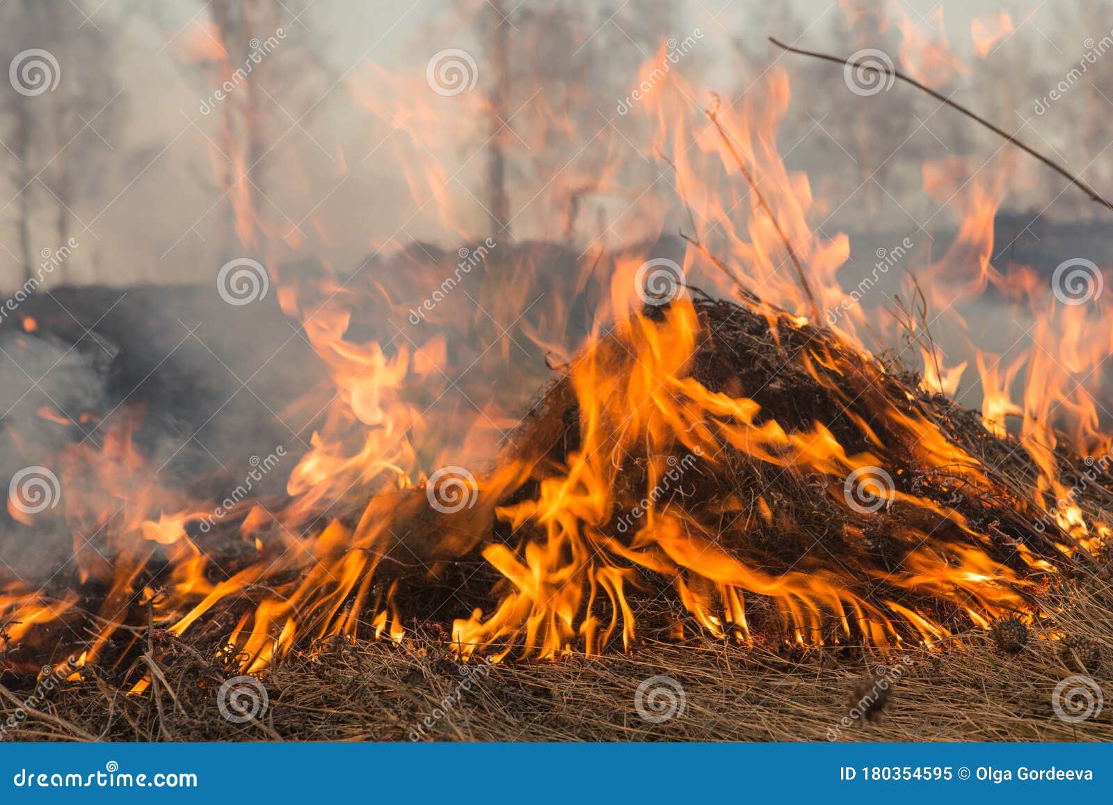 Forest Fire Burning, Wildfire Close Up at Day Time Stock Image - Image ...