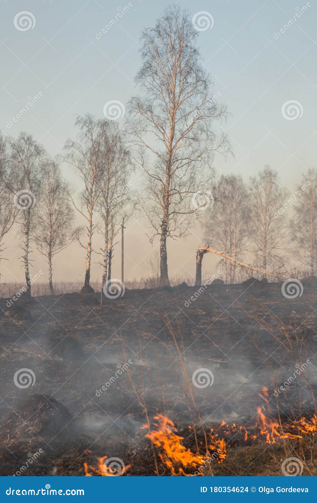 Forest Fire Burning, Wildfire Close Up at Day Time Stock Photo - Image ...