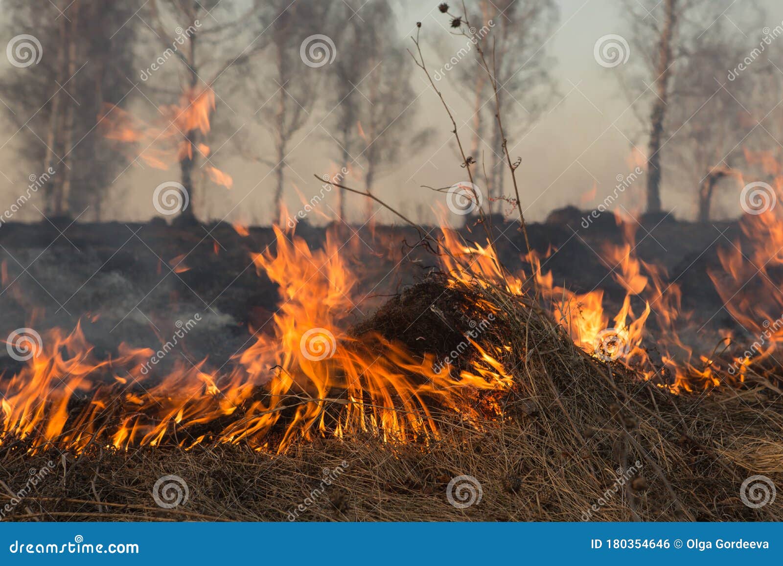 Forest Fire Burning, Wildfire Close Up at Day Time Stock Photo - Image ...