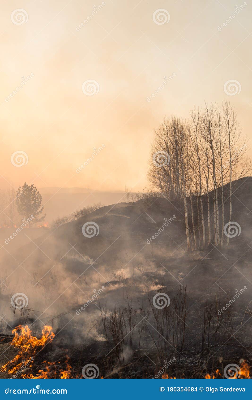 Forest Fire Burning, Wildfire Close Up at Day Time Stock Photo - Image ...
