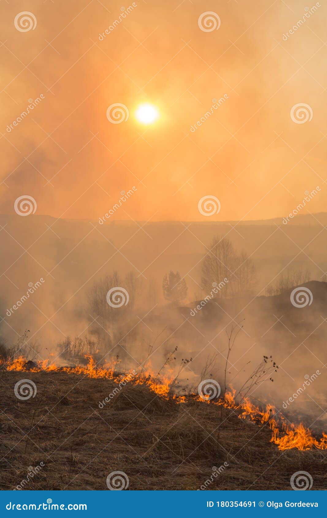 Forest Fire Burning, Wildfire Close Up at Day Time Stock Image - Image ...
