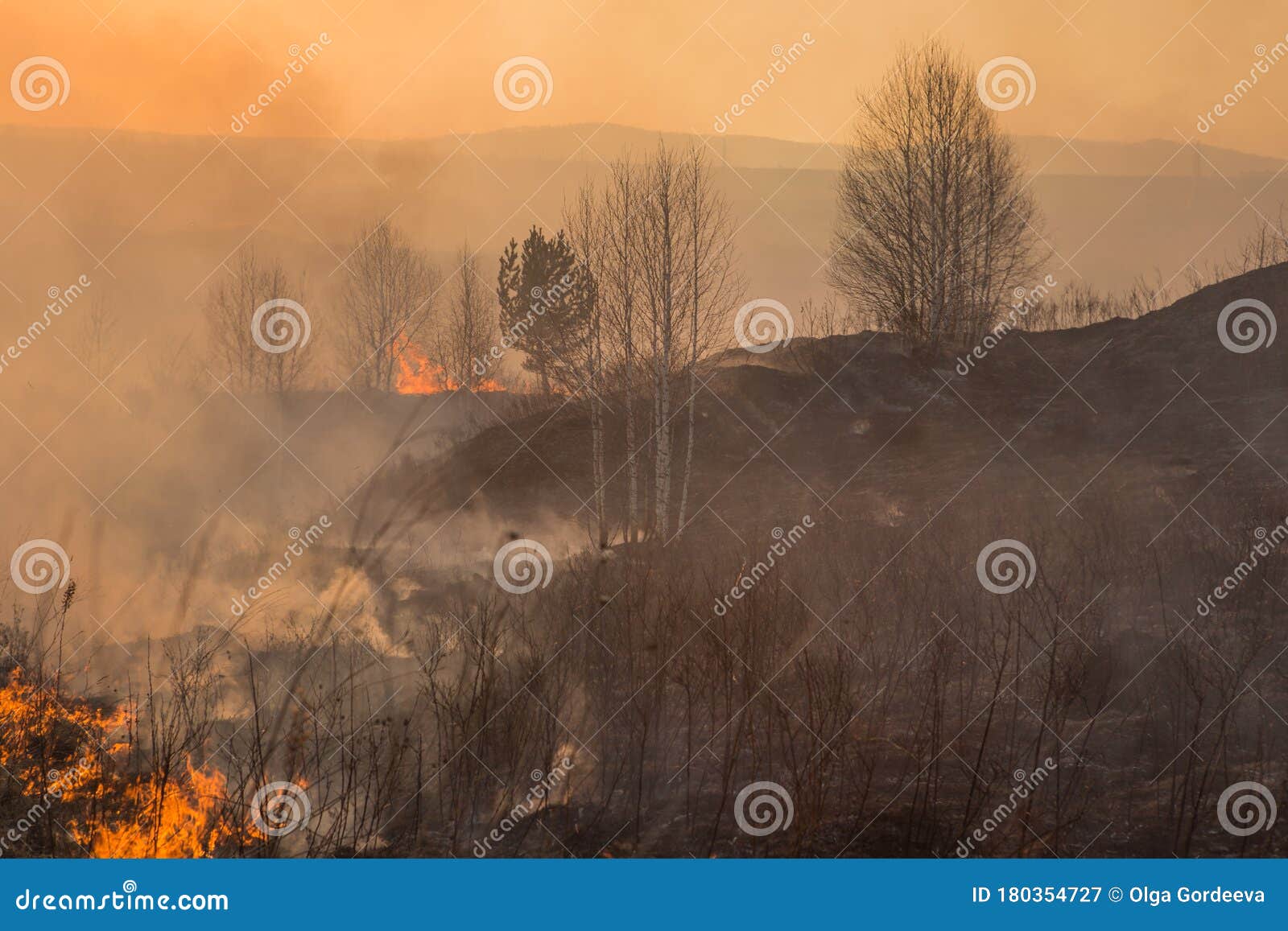 Forest Fire Burning, Wildfire Close Up at Day Time Stock Image - Image ...