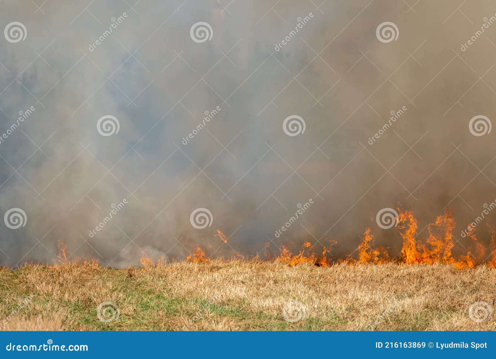Forest Fire Burning, Wildfire Close Up at Day Time Stock Image - Image ...