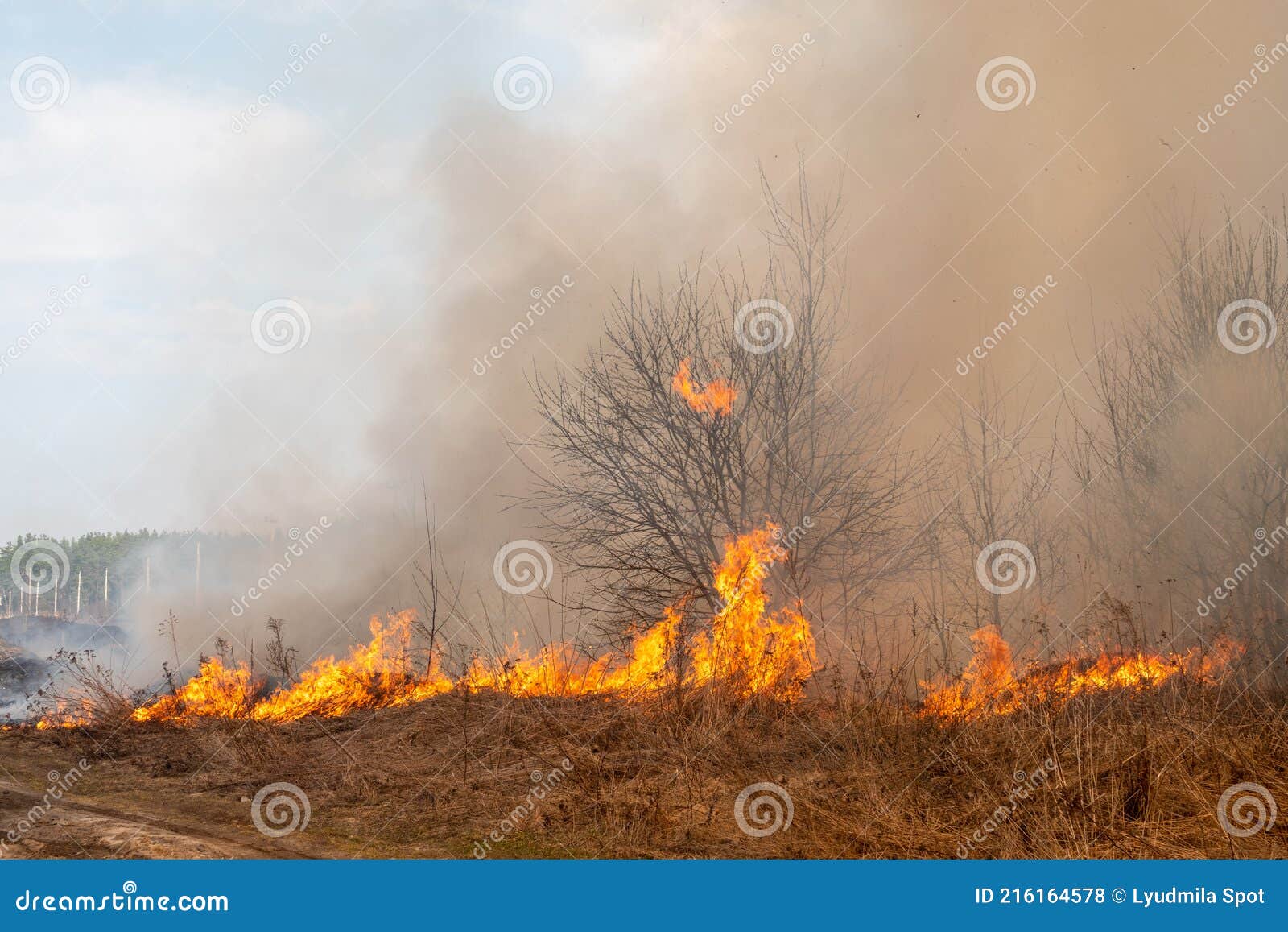 Forest Fire Burning, Wildfire Close Up at Day Time Stock Photo - Image ...