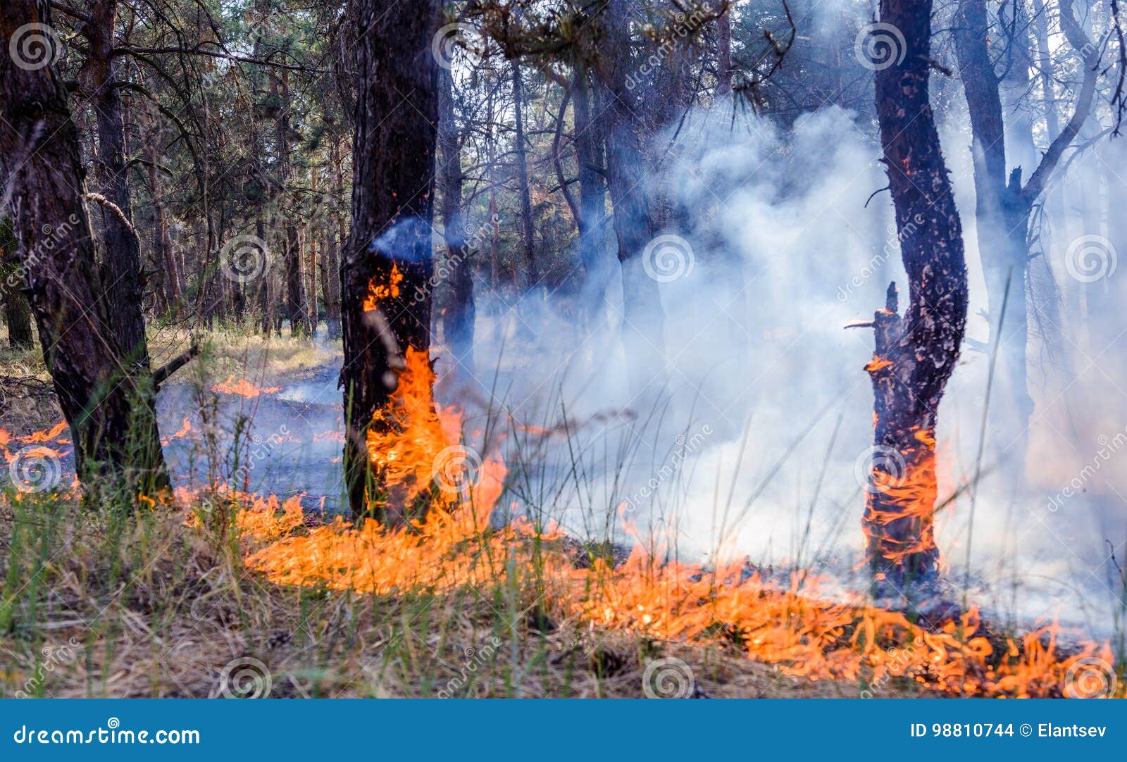 Forest Fire Burning, Wildfire Close Up at Day Time. Stock Photo - Image ...
