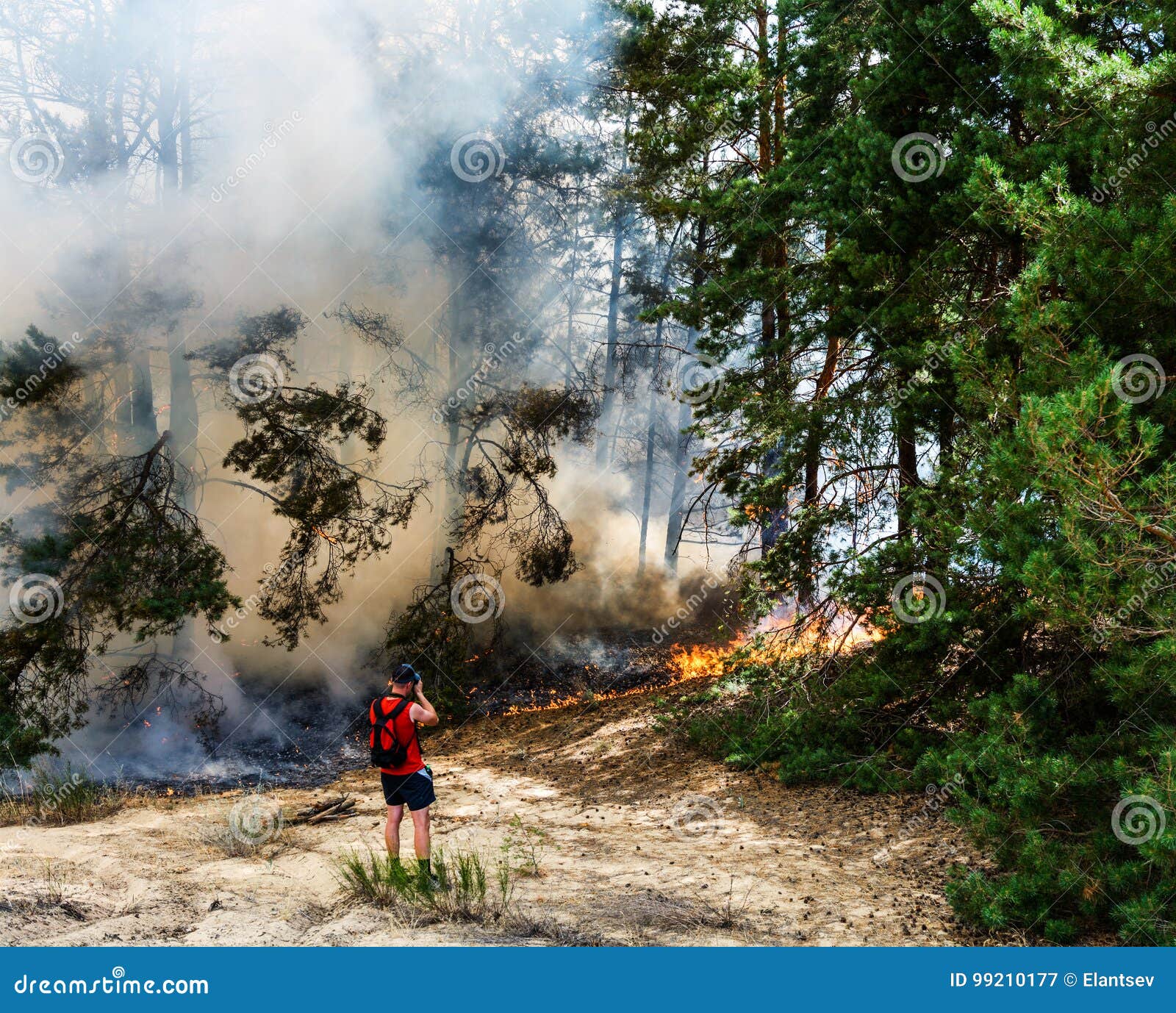 Forest Fire Burning, Wildfire Close Up at Day Time. Editorial ...