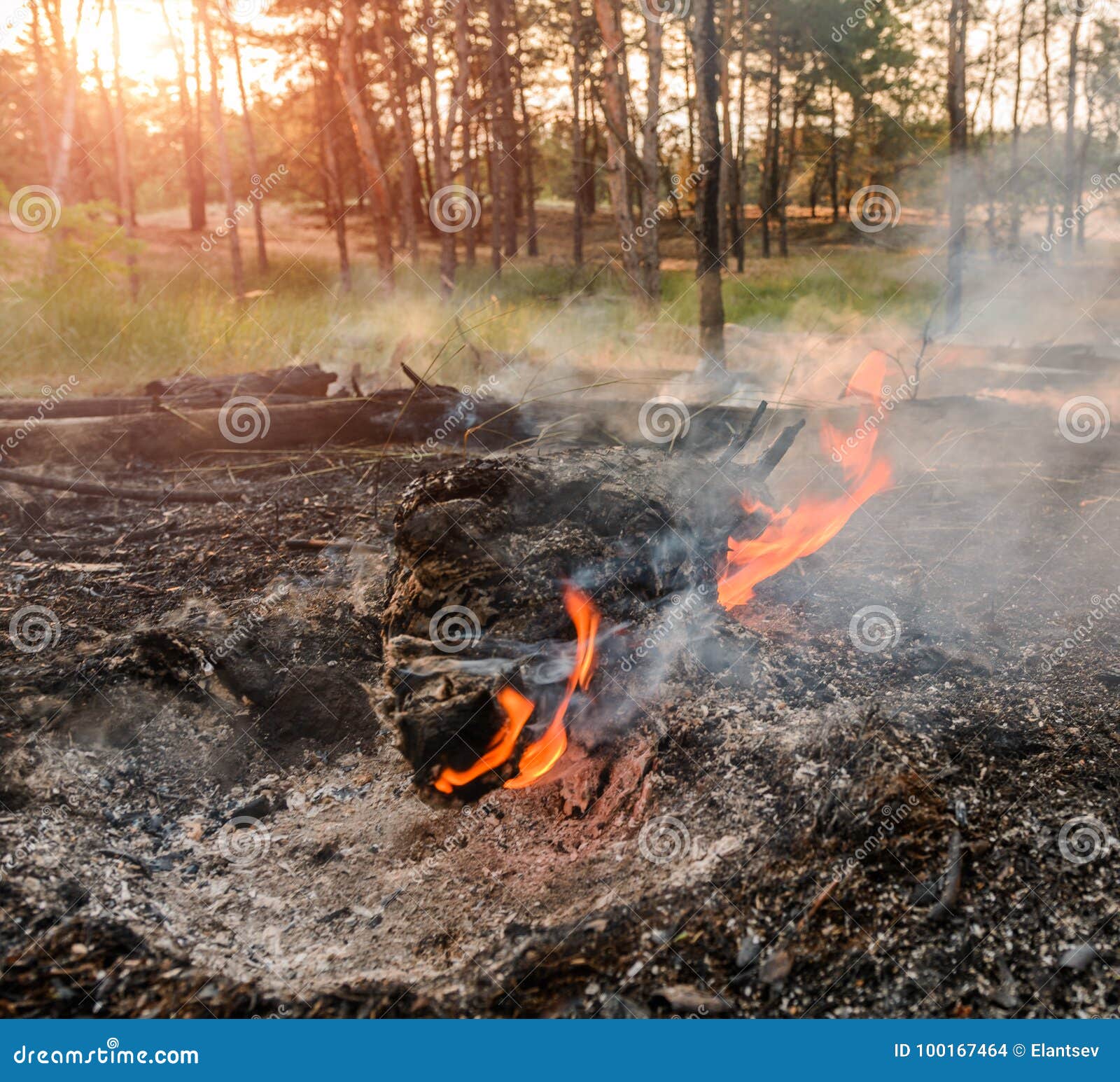 Wildfire Close Up at Day Time Stock Photo - Image of time, forest ...