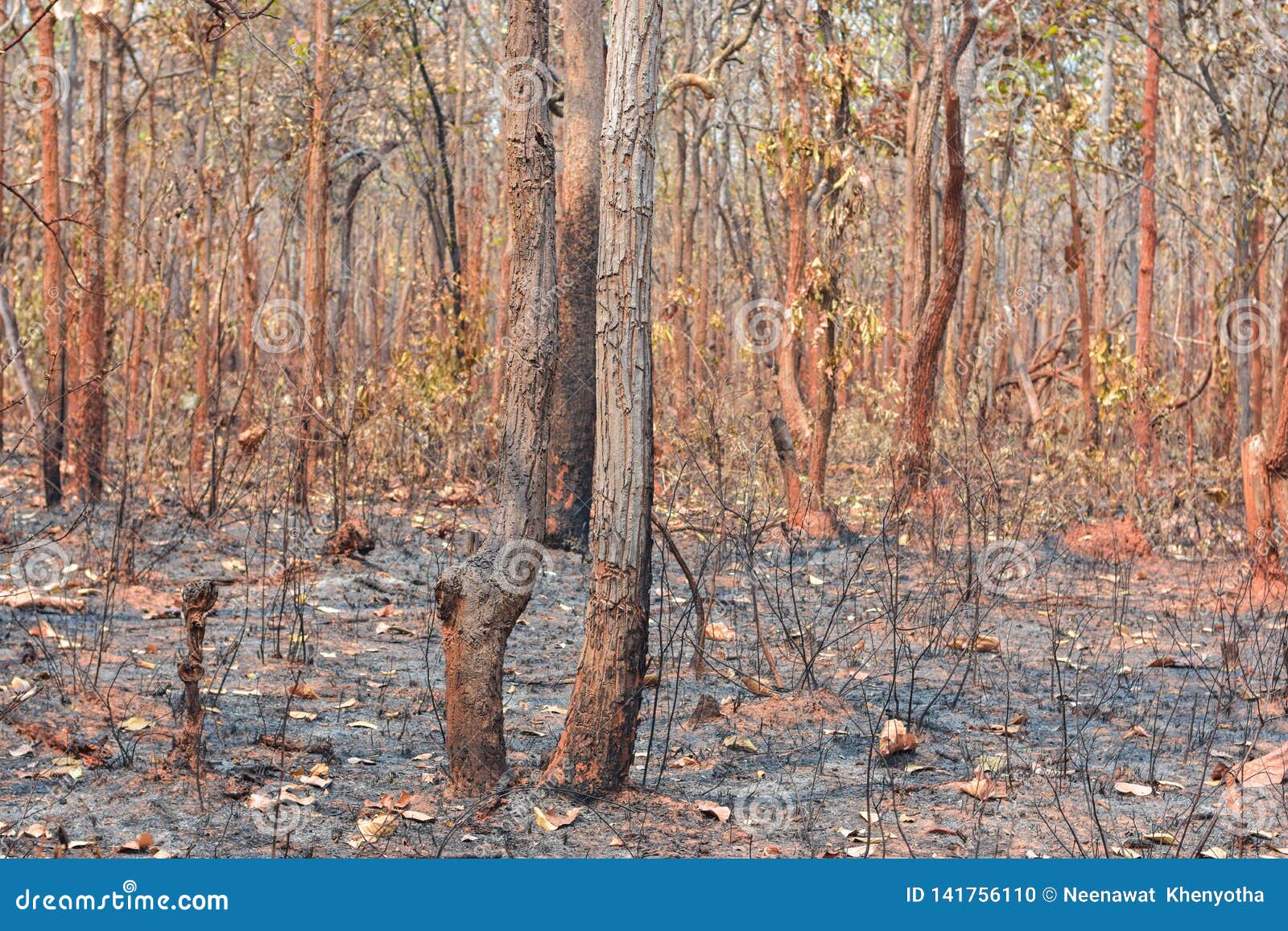 Forest Fire Burns Tropical Forests Stock Photo - Image of control, bush ...