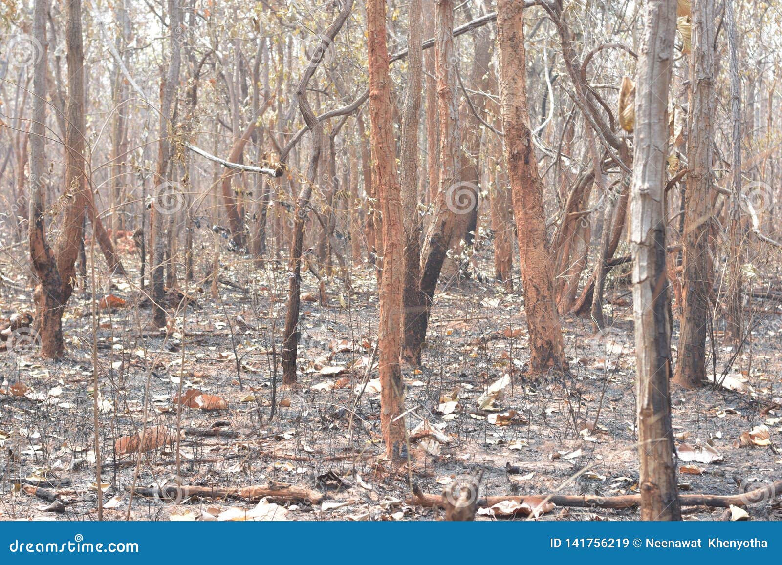 Forest Fire Burns Tropical Forests Stock Image - Image of africa, bush ...