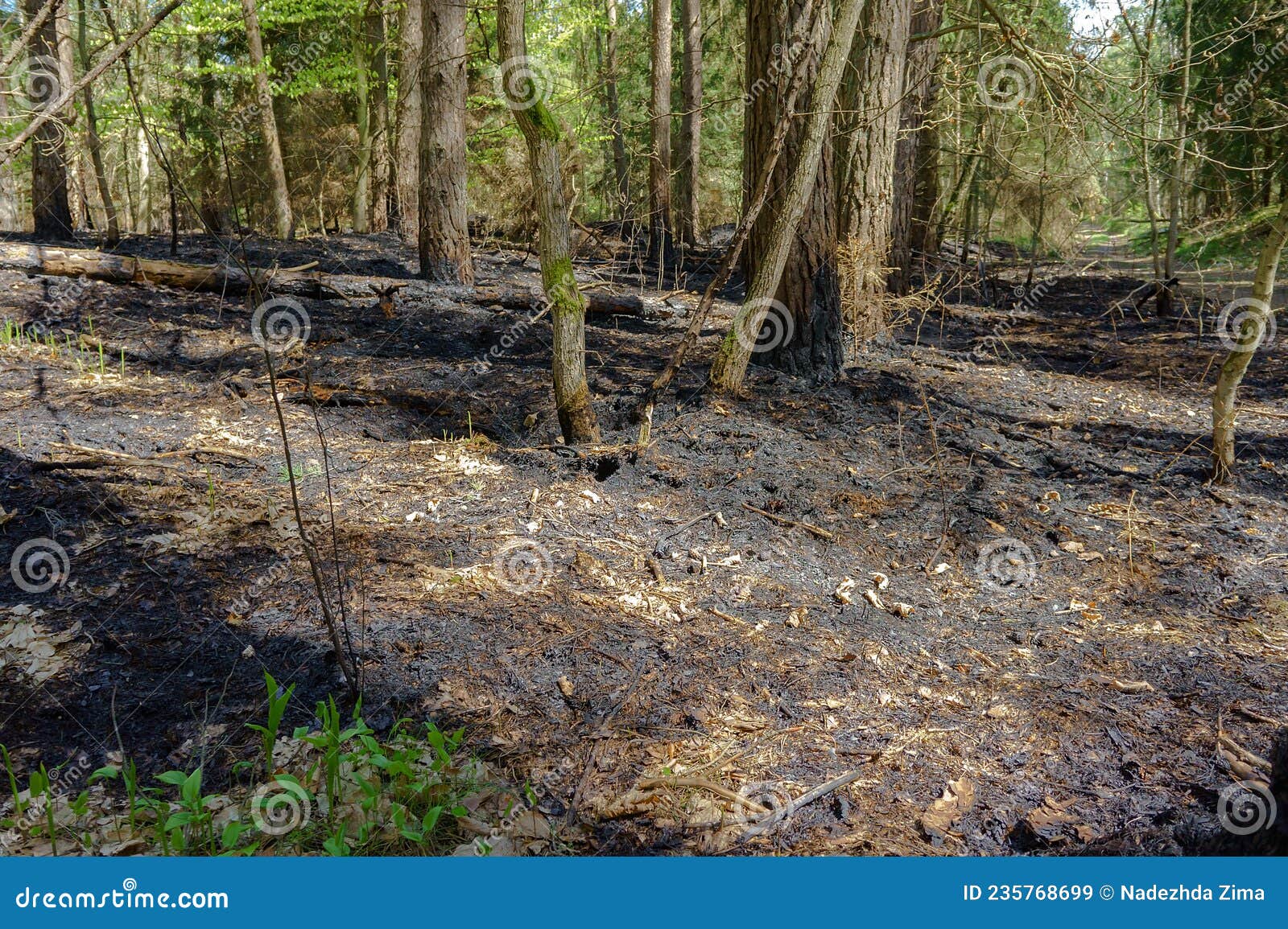The Forest after the Fire. Burnt Forest. Ashes and Blackened Trees ...