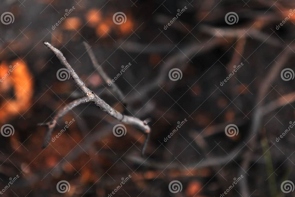 Burnt Tree Branch Against the Background of a Burnt Forest. Stock Photo ...