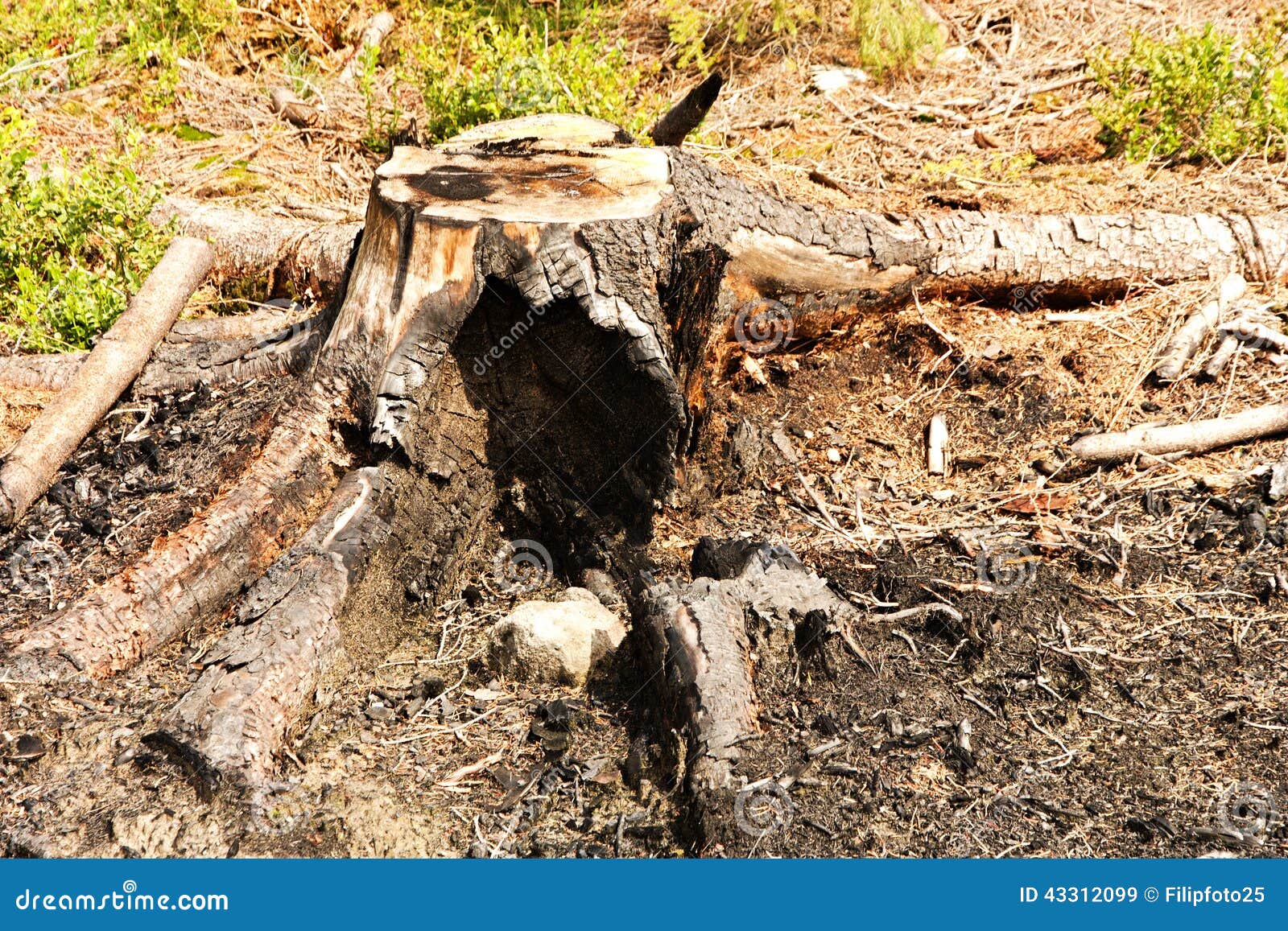 After a forest fire stock image. Image of fire, plant - 43312099