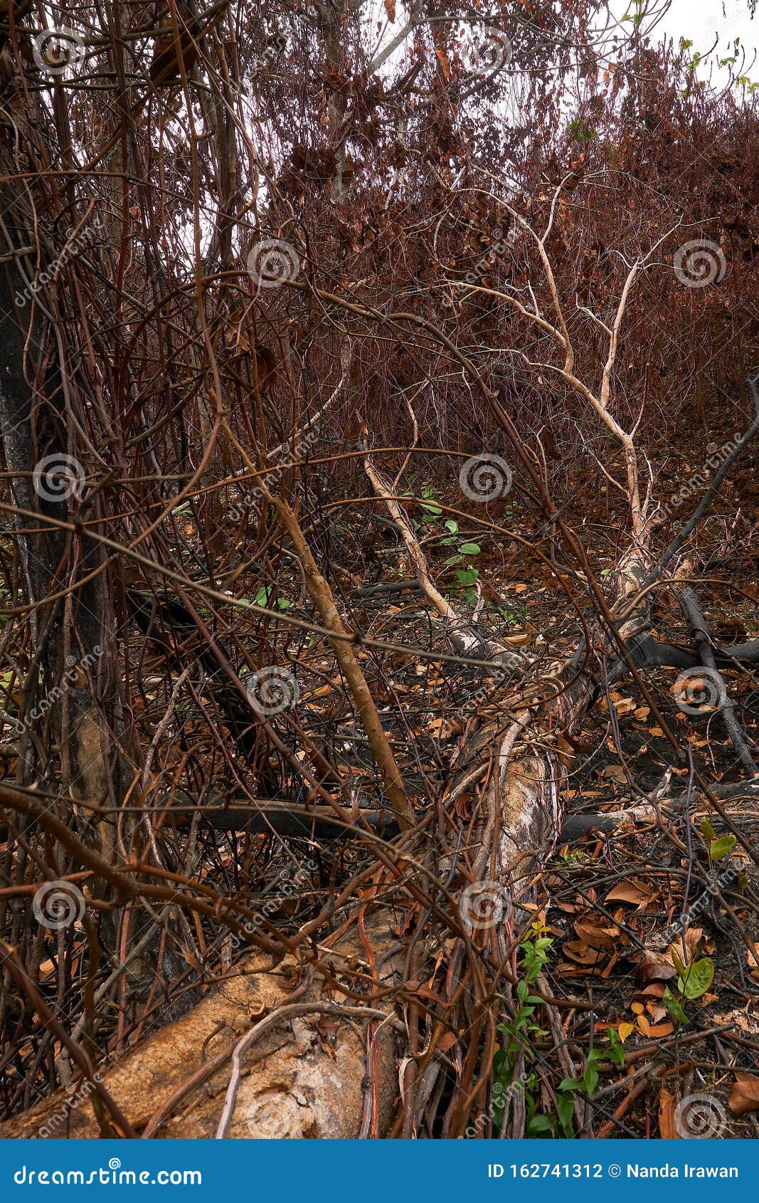 Forest Fire, Burnt Trees after Forest Fire. Fallen Tree because ...