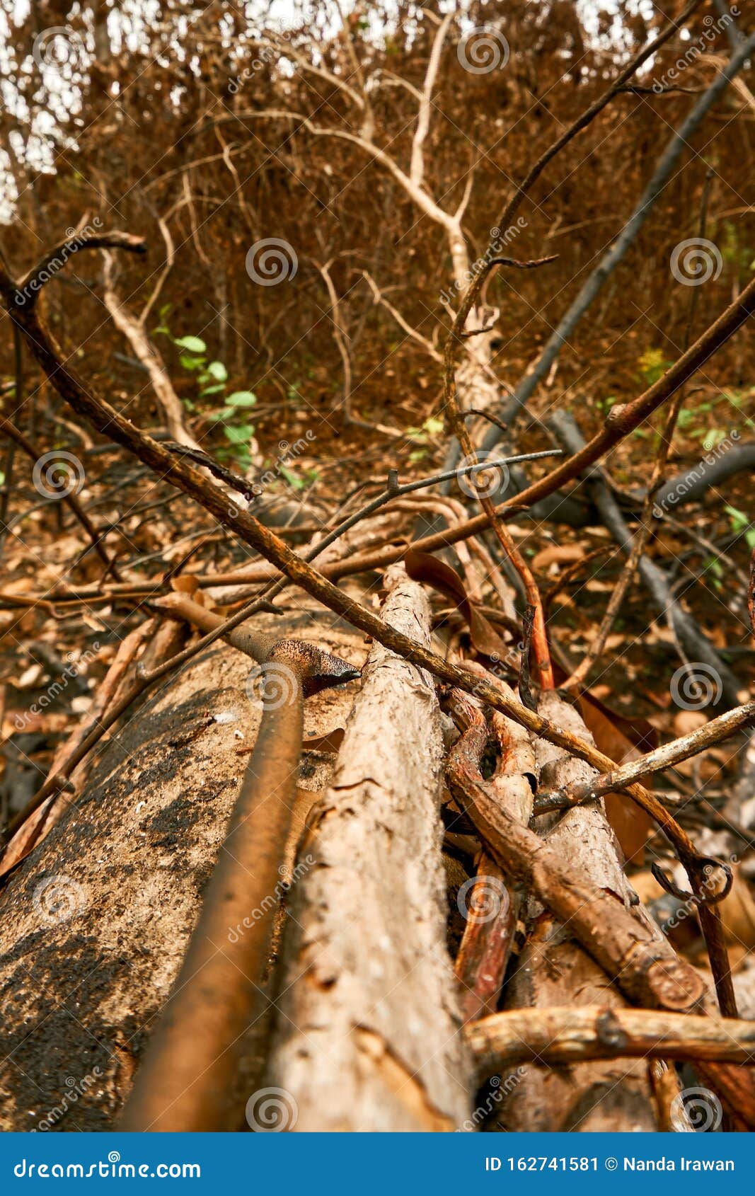 Forest Fire, Burnt Trees after Forest Fire. Fallen Tree because ...