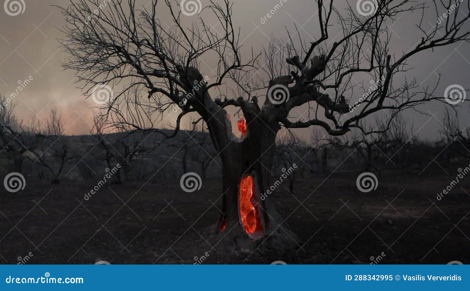 Forest Fire. Catastrophe. Green Lungs of the Planet. Destroyed Flora ...