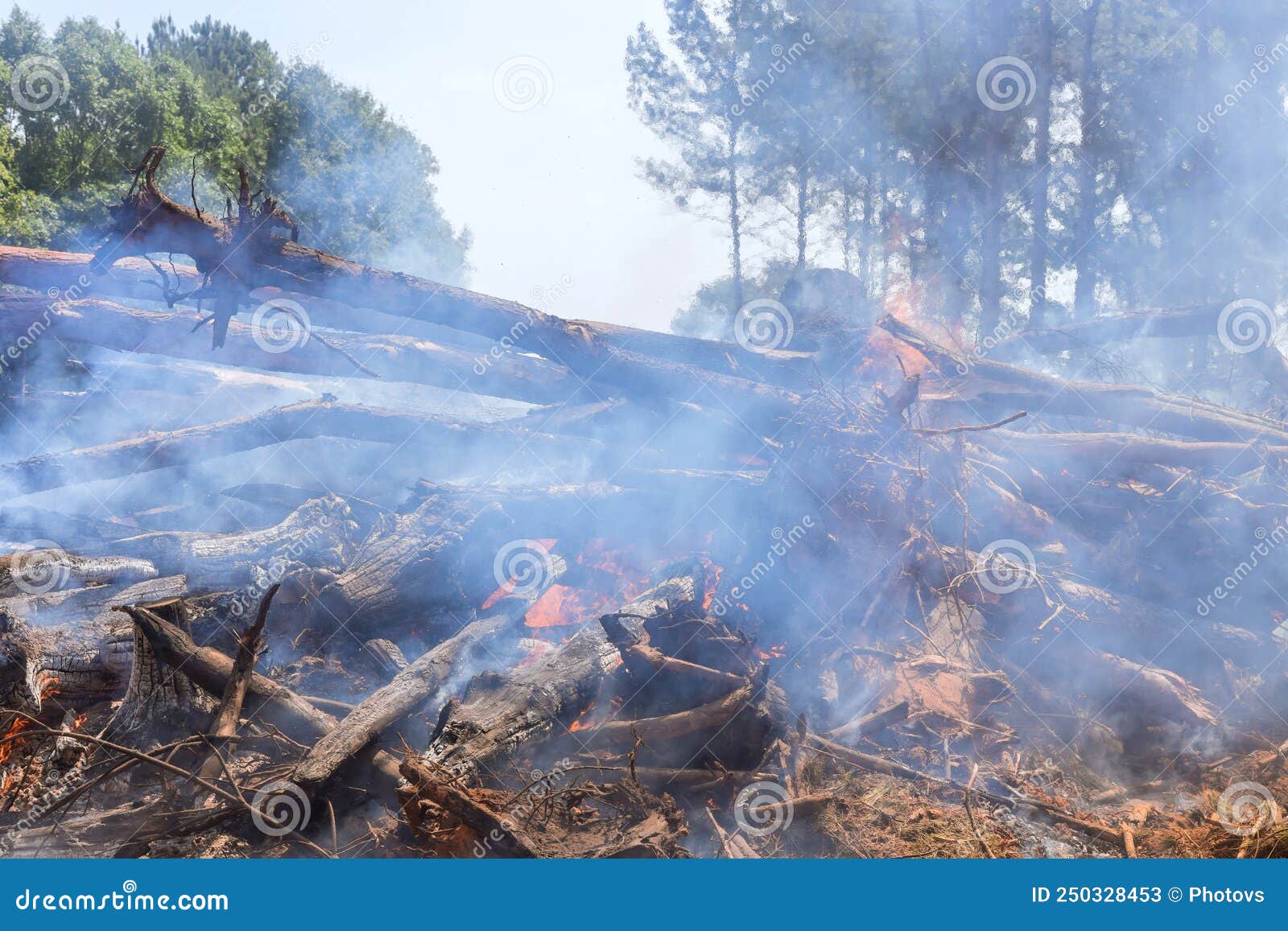 A Forest Fire Caused a Fallen Tree To Burn on the Ground Produced ...