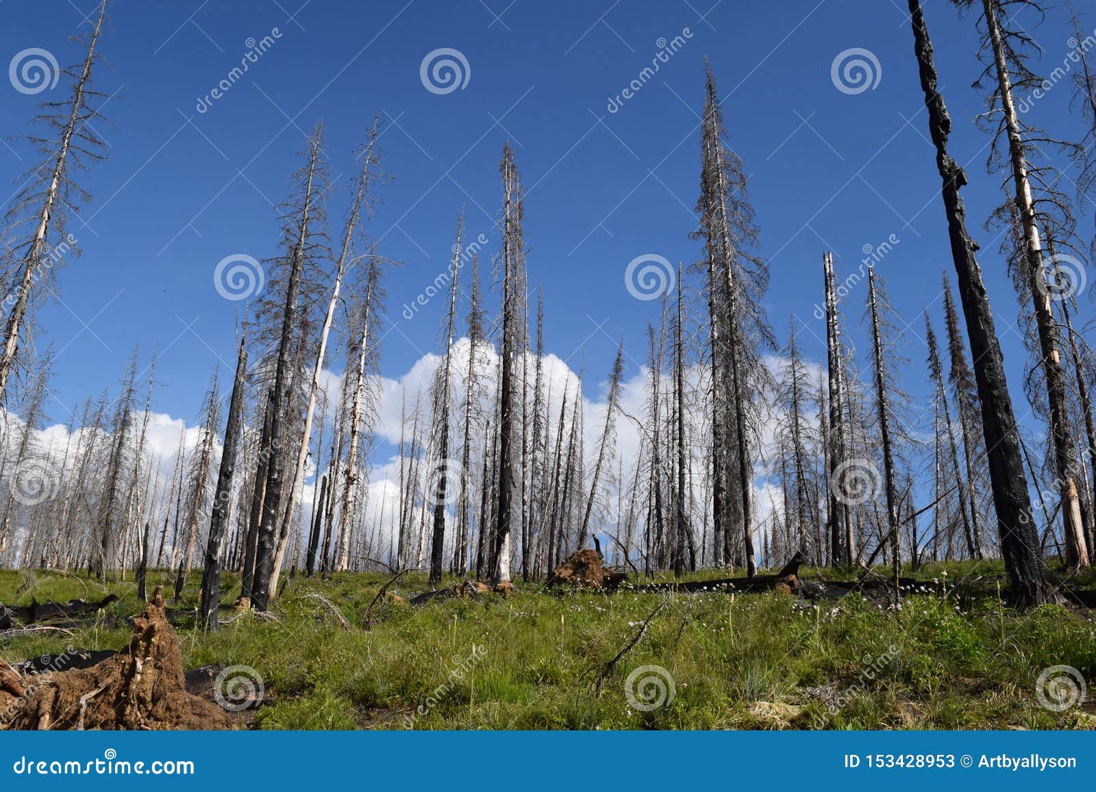 Forest after fire stock image. Image of cinder, landscape - 153428953