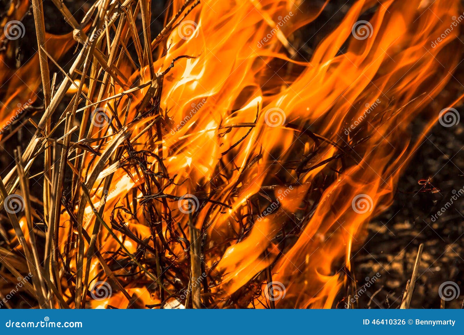 Forest fire stock photo. Image of wildlife, heat, wood - 46410326