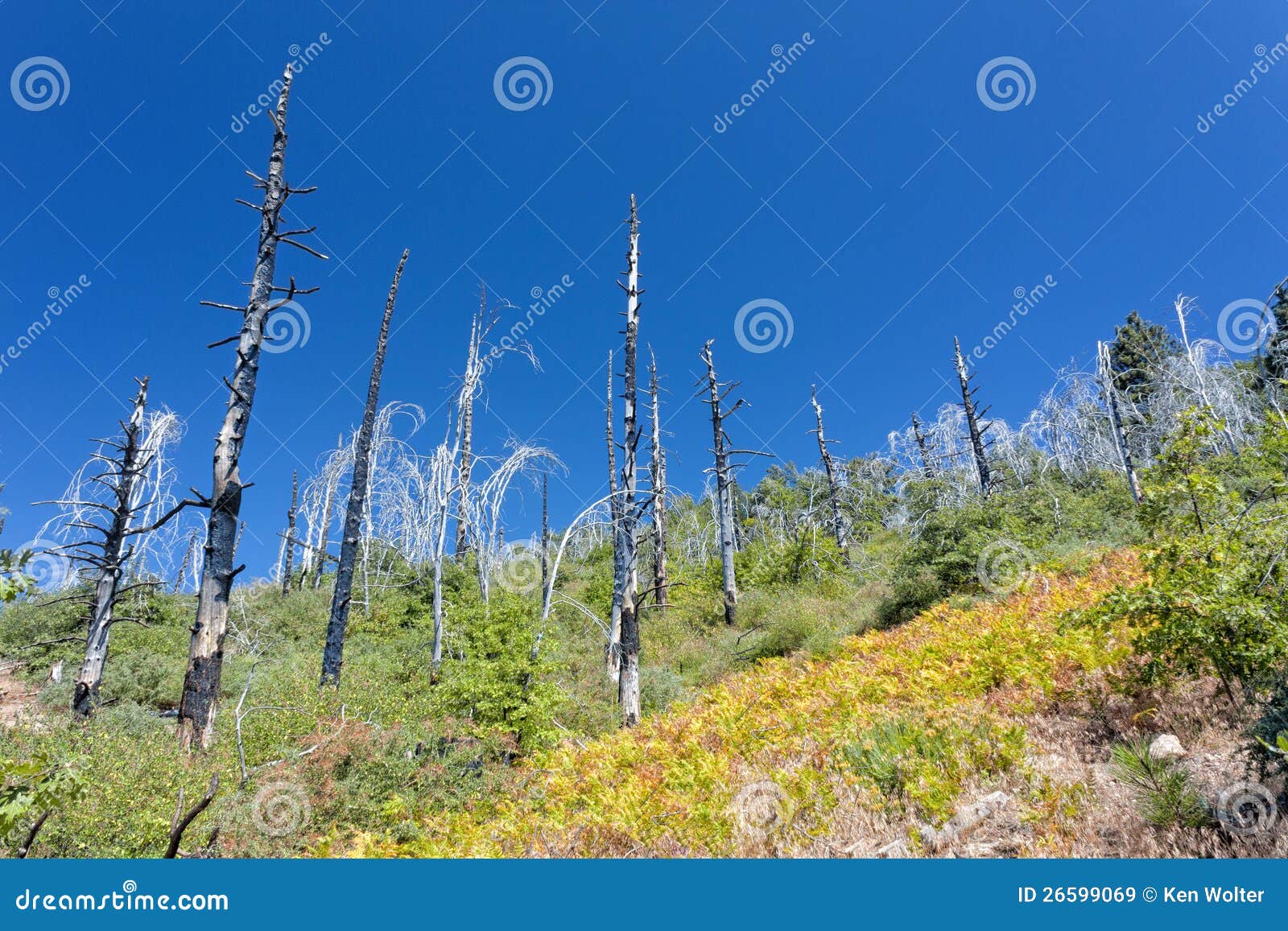 Fire Damage Structure Abandoned Chimney Building Ruins Stock Image ...
