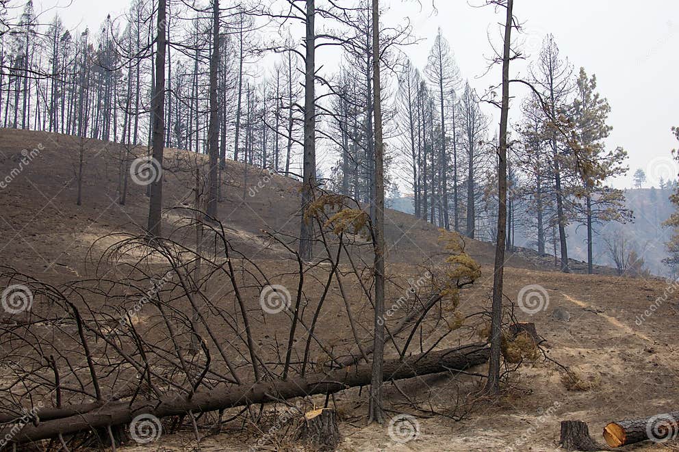 Forest fire damage stock photo. Image of landscape, trees - 64537464