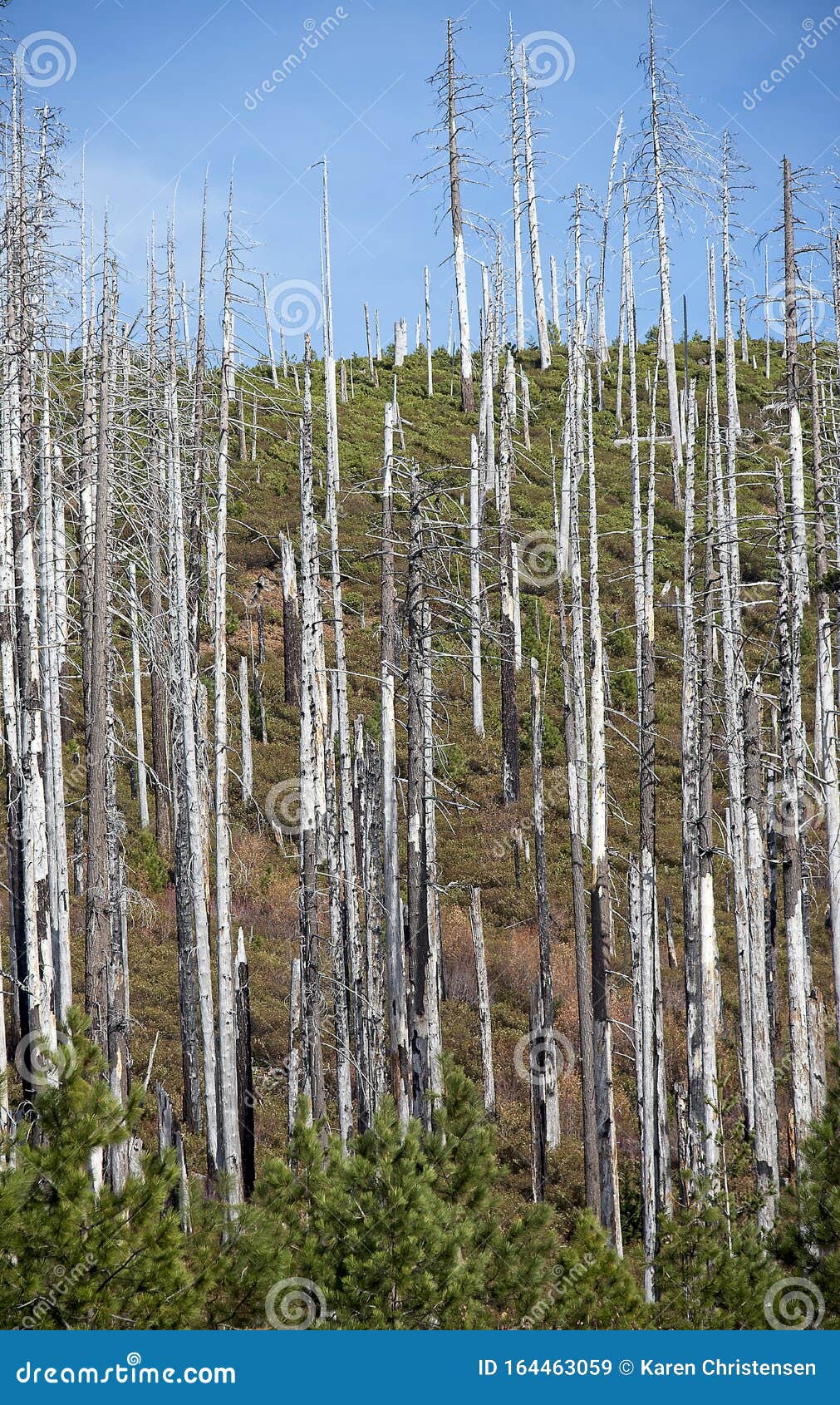Forest Fire Damage in Oregon Stock Image - Image of natural ...
