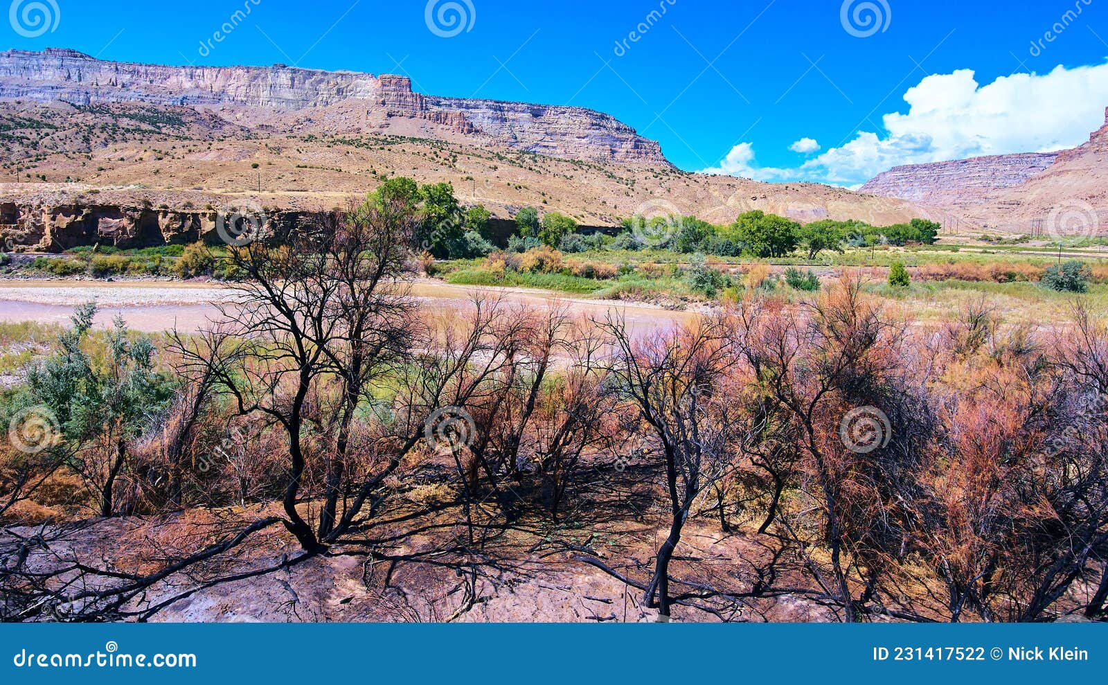 Forest Fire Damage To Trees Turned All Black in Desert Mountains Stock ...