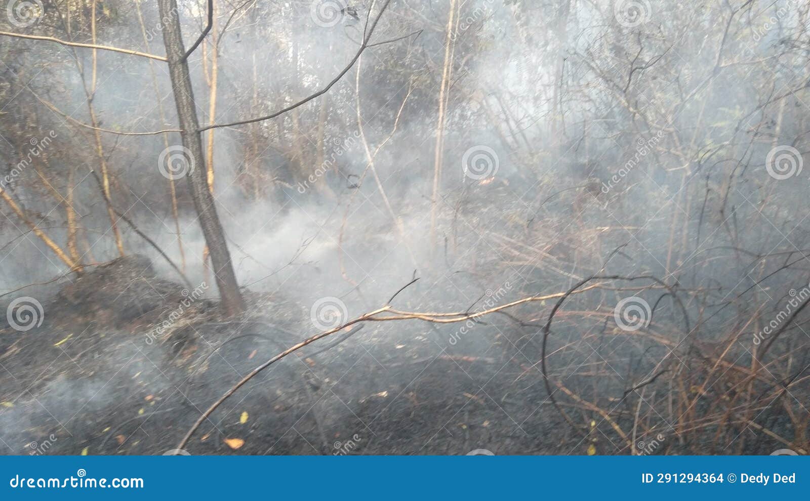 Forest fire stock photo. Image of wall, fire, reflection - 291294364