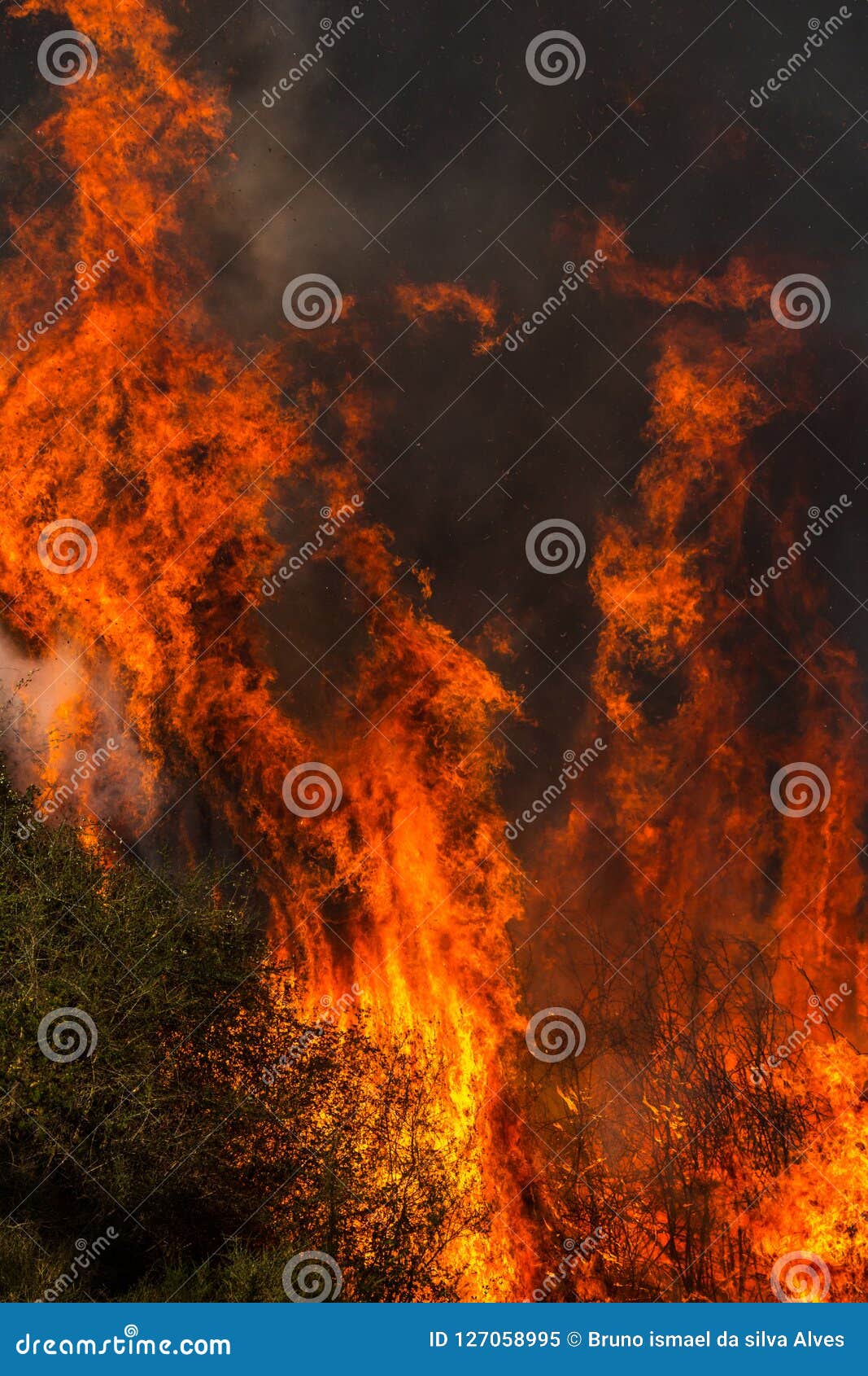 Forest Fire, Detailed Flames. Stock Image - Image of heat, flames ...