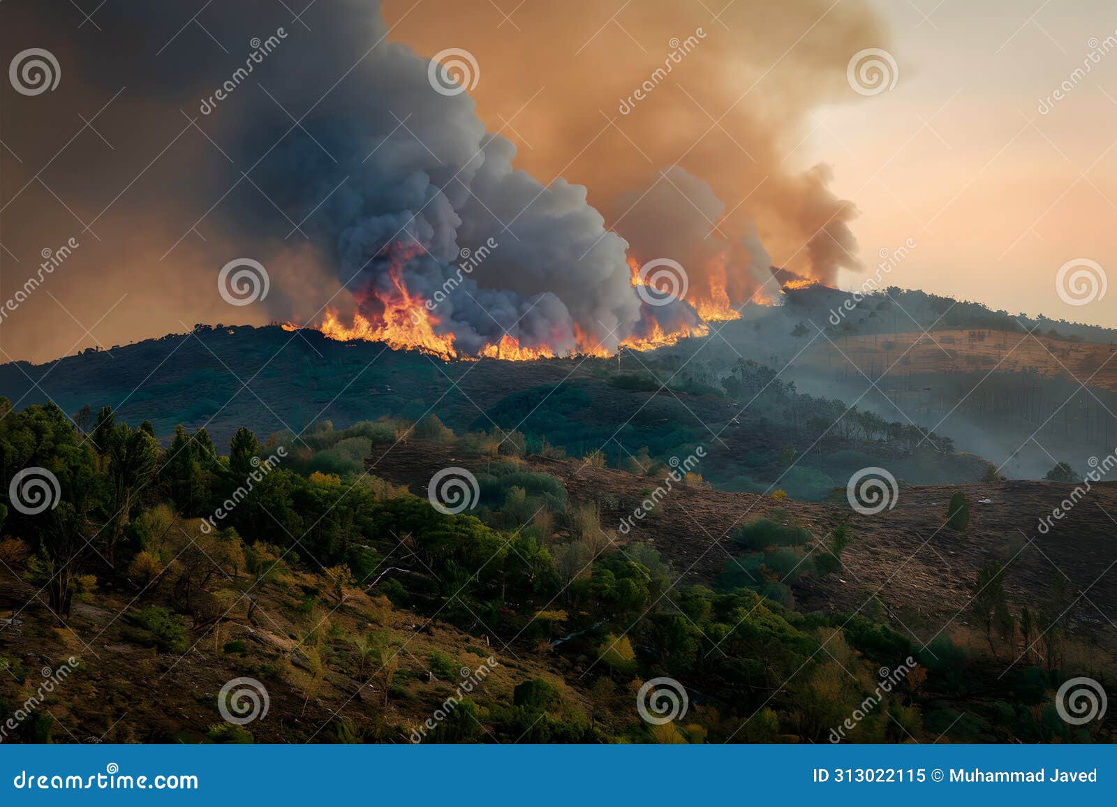 Forest Fire Devastates with Burning Plants and Billowing Smoke Stock ...