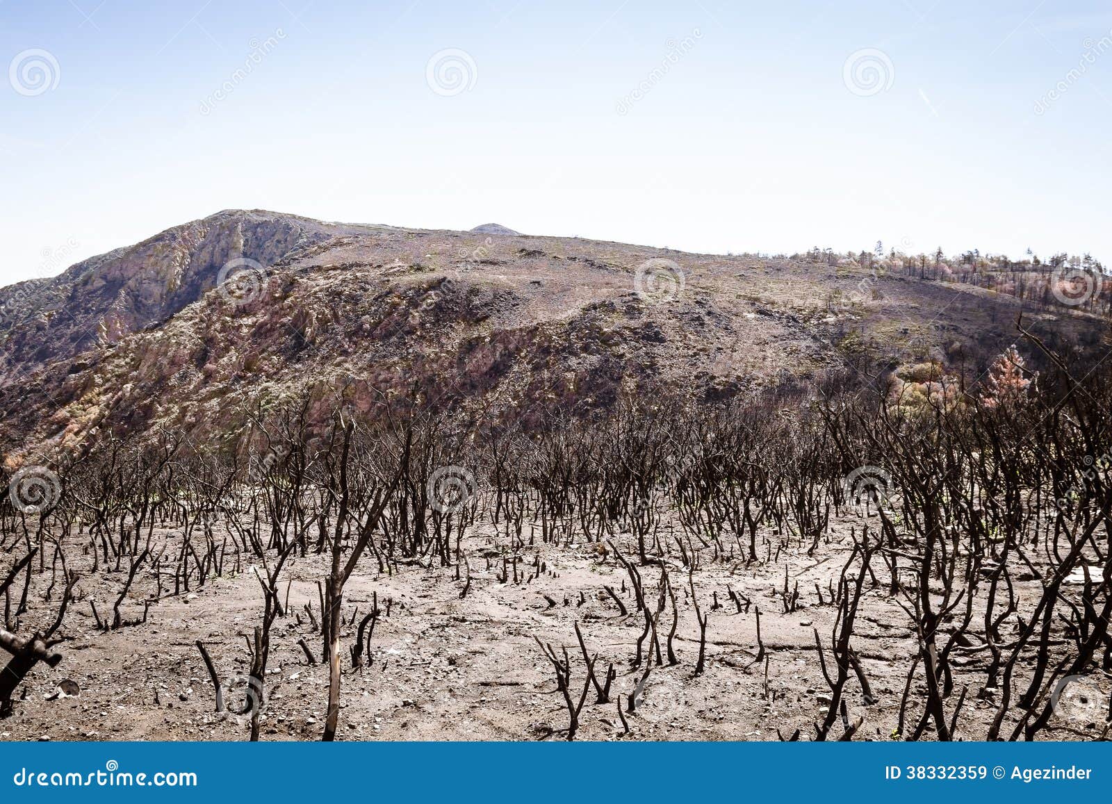 Forest fire devastation stock image. Image of fire, aftermath - 38332359