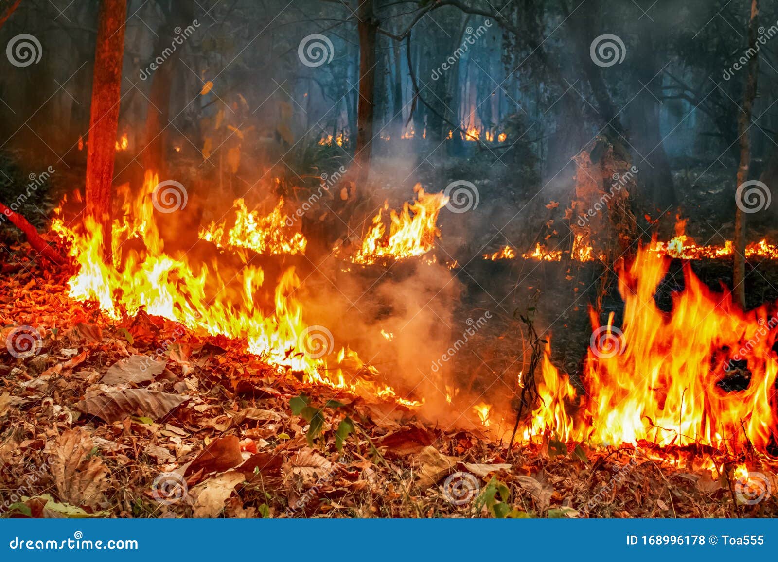 Forest Fire Disaster is Burning Stock Photo - Image of fighter ...
