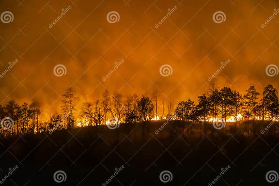 Forest Fire Disaster Burning Caused by Humans Stock Photo - Image of ...