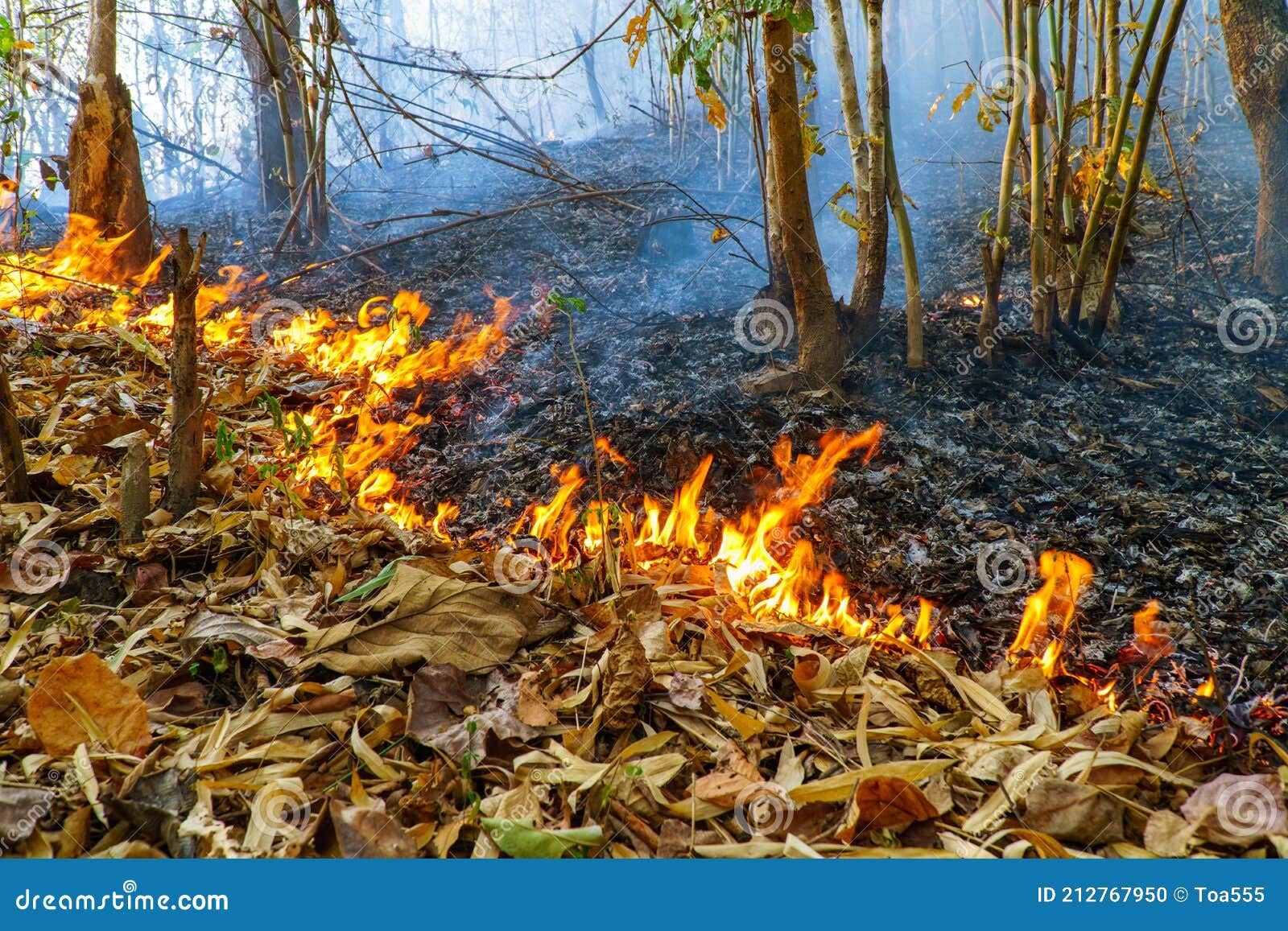 Forest Fire Disaster is Burning Caused by Human Stock Photo - Image of ...