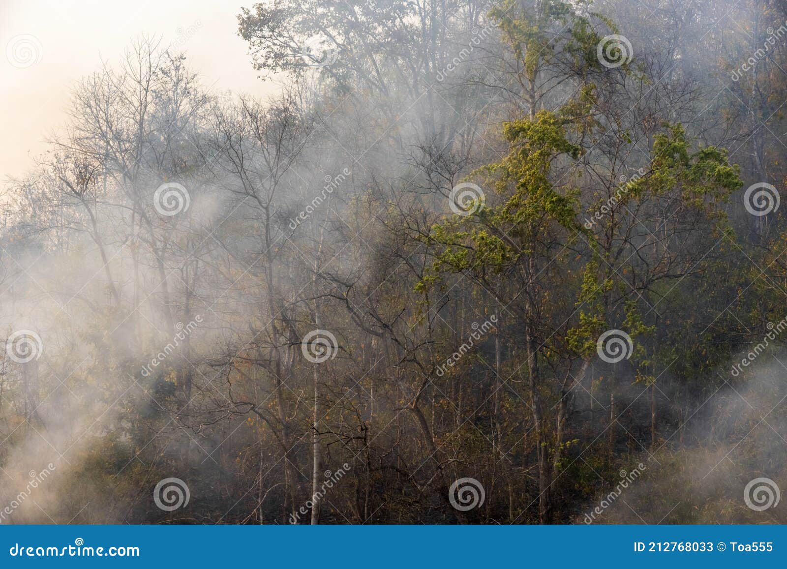 Forest Fire Disaster Burning Caused by Human Stock Image - Image of ...