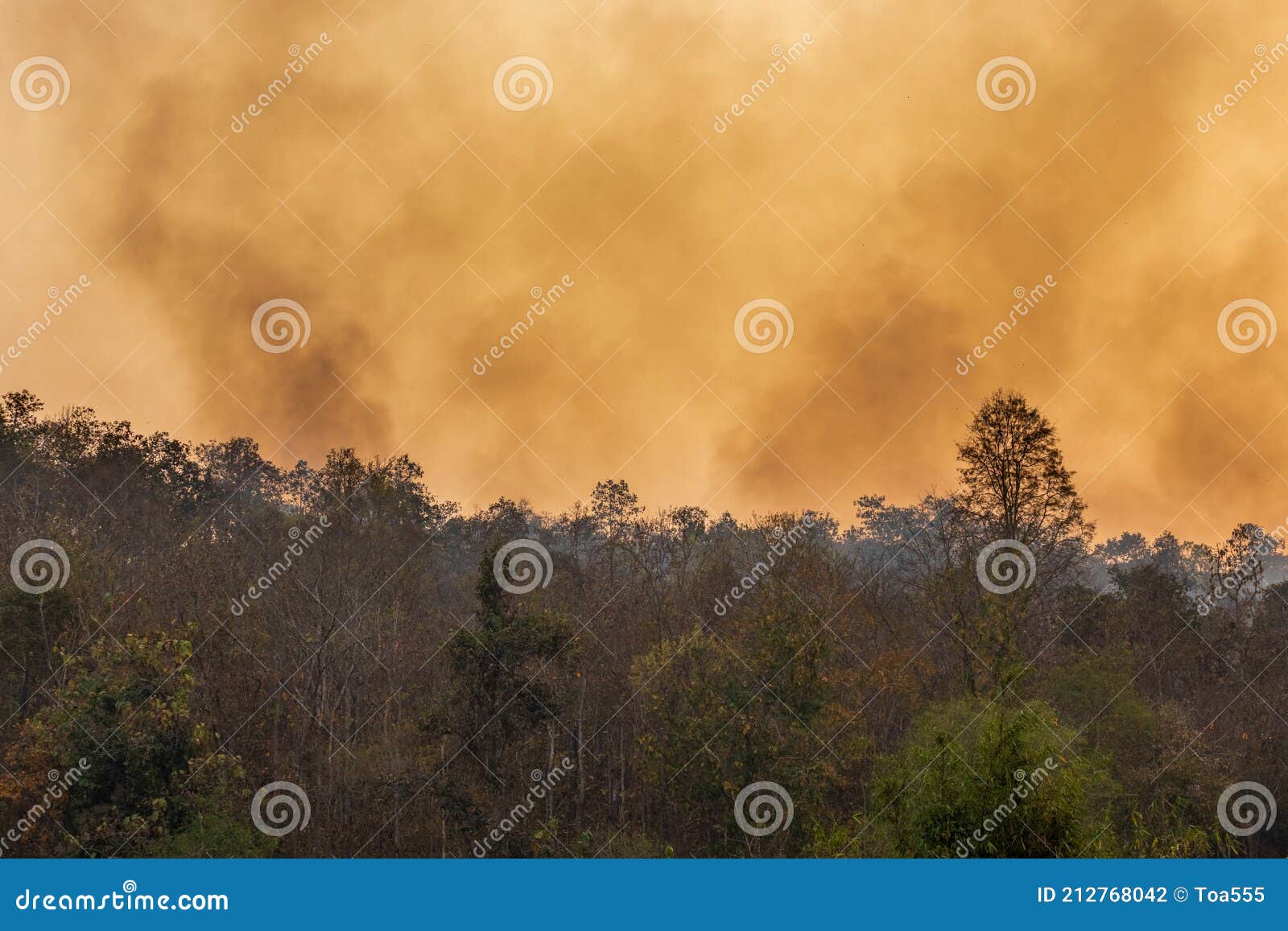 Forest Fire Disaster Burning Caused by Human Stock Photo - Image of ...