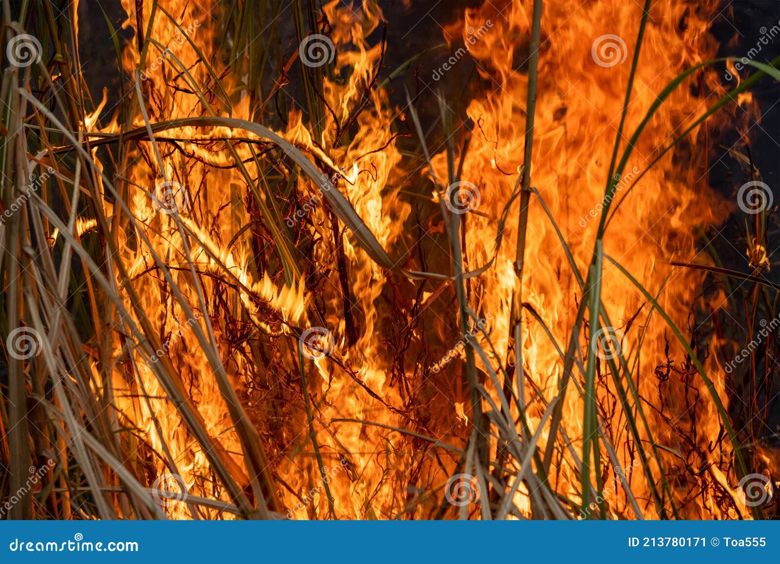 Forest Fire Disaster Burning Caused by Human Stock Image - Image of ...