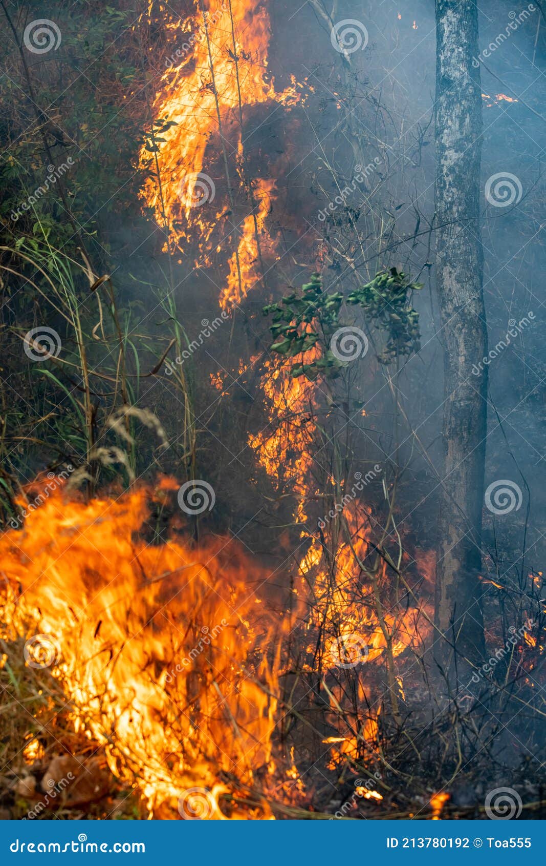 Forest Fire Disaster Burning Caused by Human Stock Photo - Image of ...